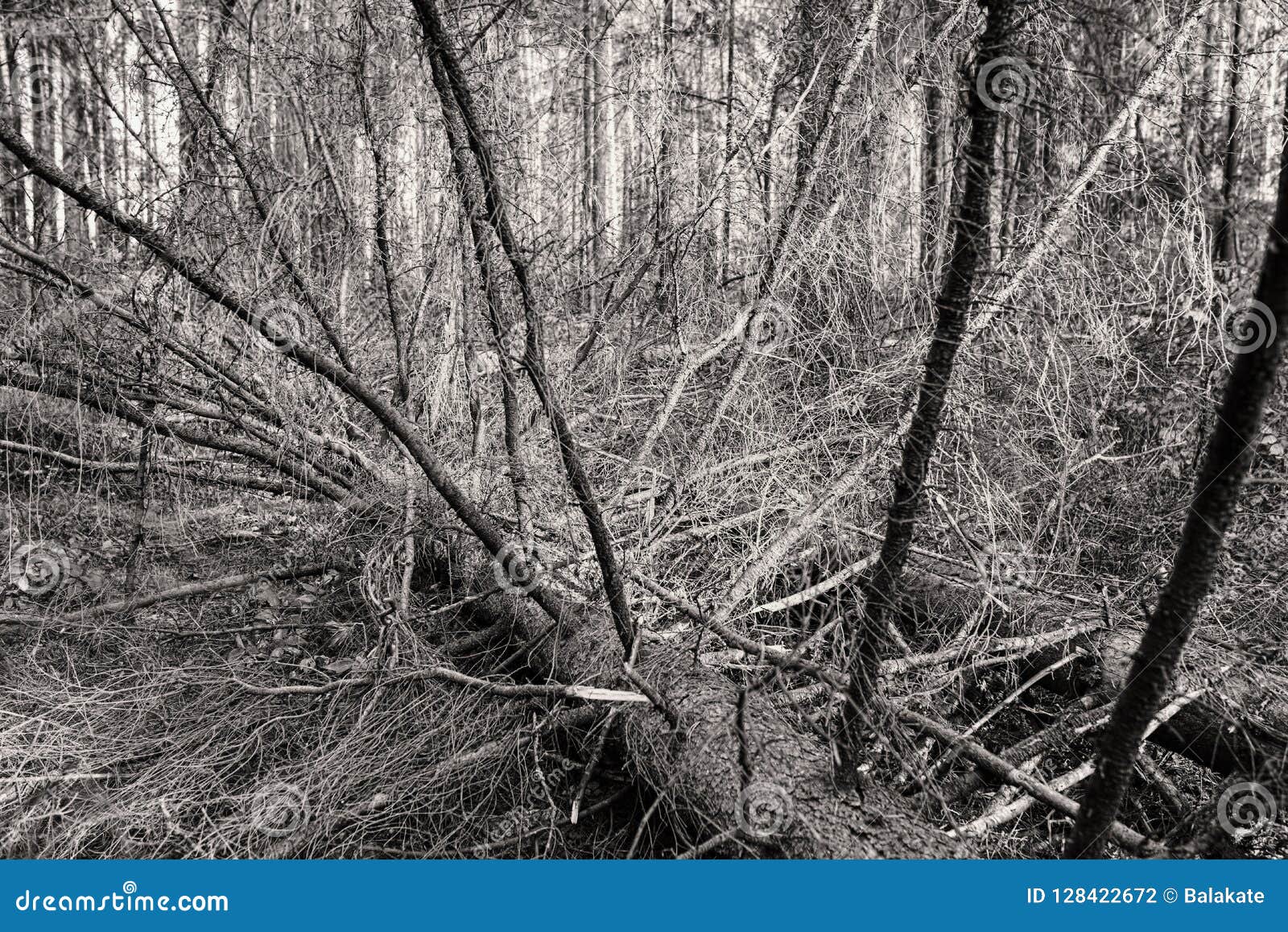 Dry Fallen Tree with Many Branches in the Forest. Stock Photo - Image ...