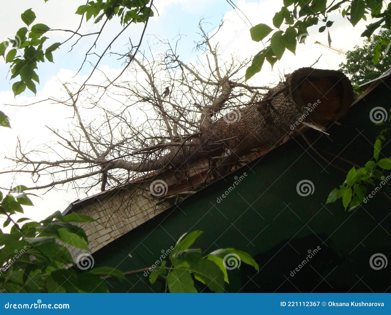 The Fallen Tree on the Roof of a House. Stock Image - Image of shrub ...