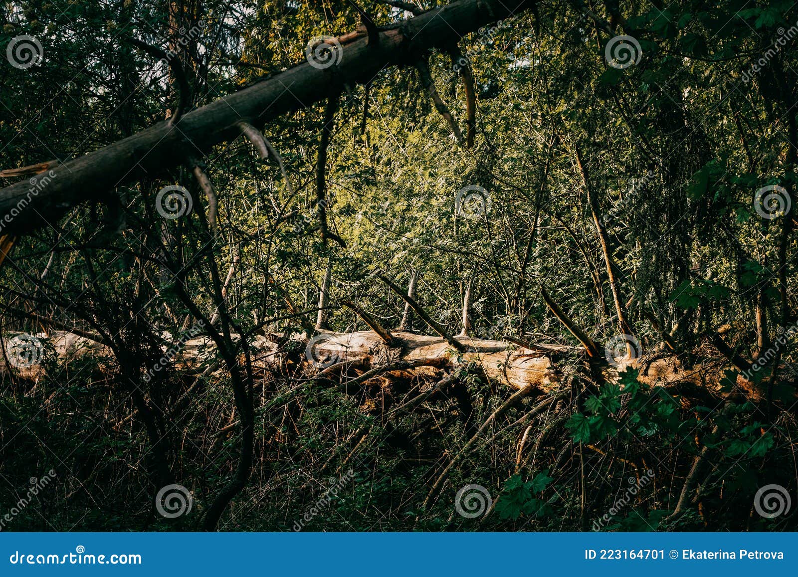 Dry Fallen Trees in the Forest. Beautiful Forest Landscape. Log in the ...