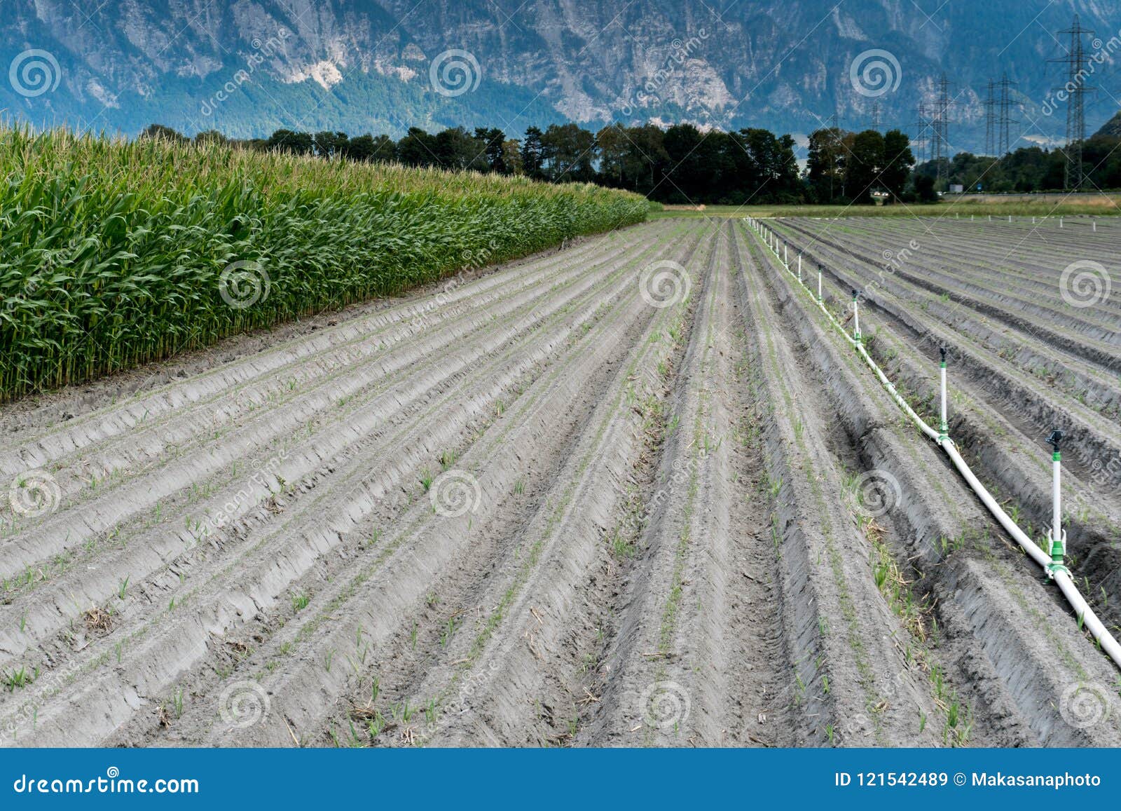 Dry Farm Fields with an Irrigation System and a Corn Field beside Stock ...