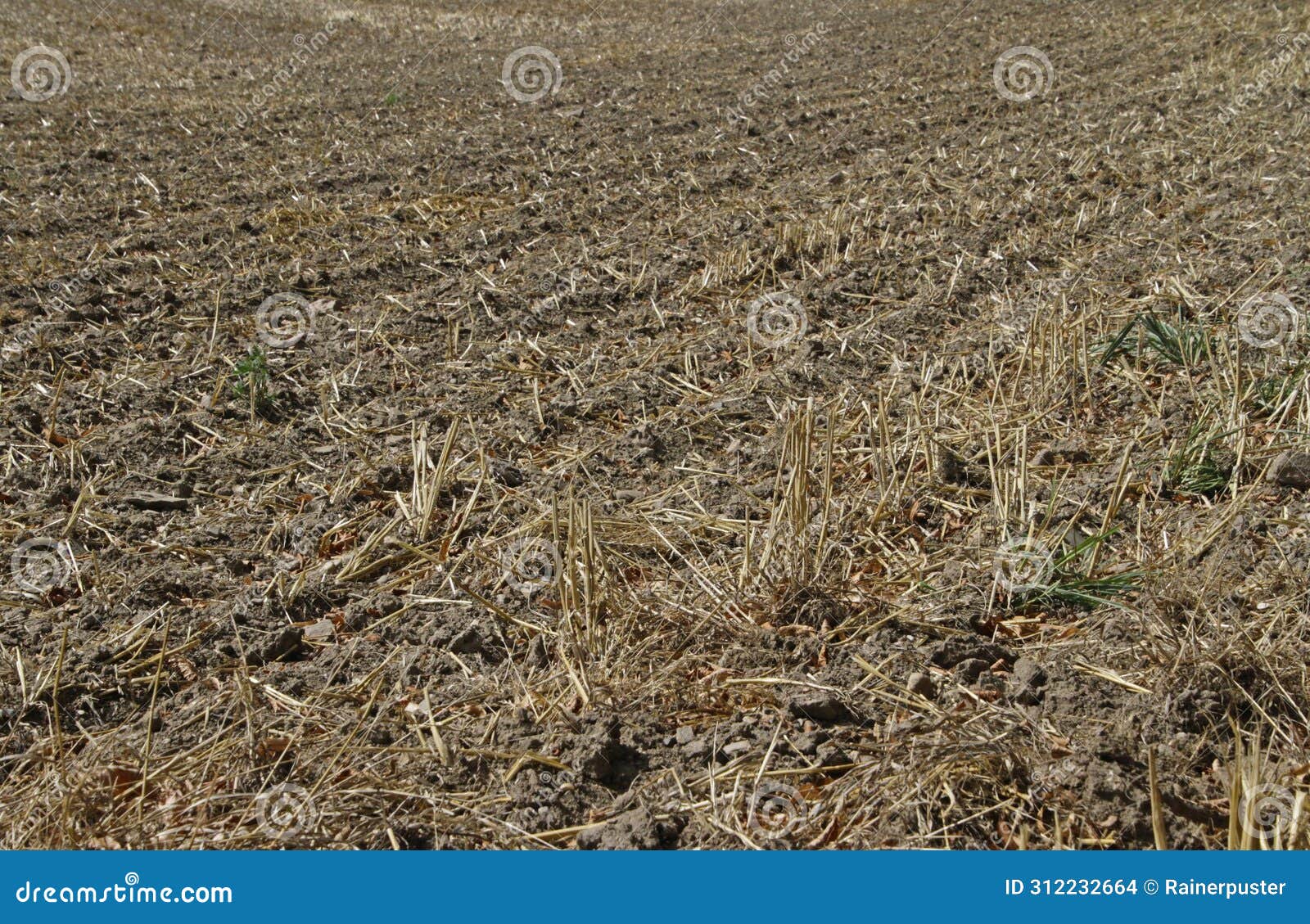 Dry Farm Land after Heat Wave Stock Photo - Image of field, agriculture ...