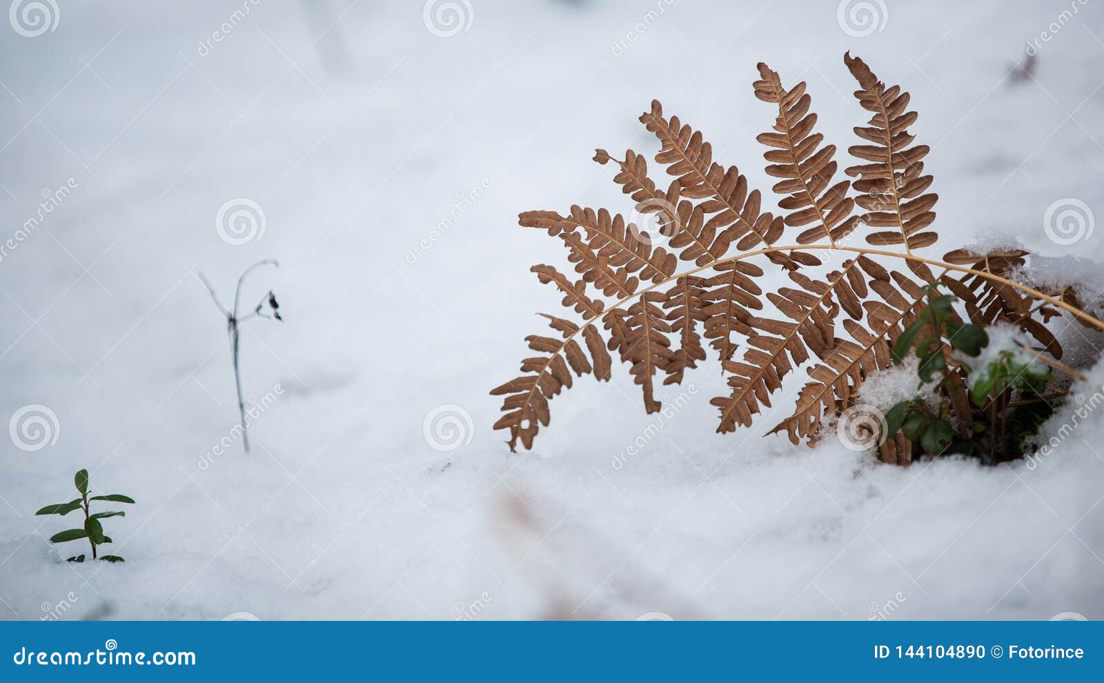 Dry fern stock photo. Image of season, leaves, cold - 144104890