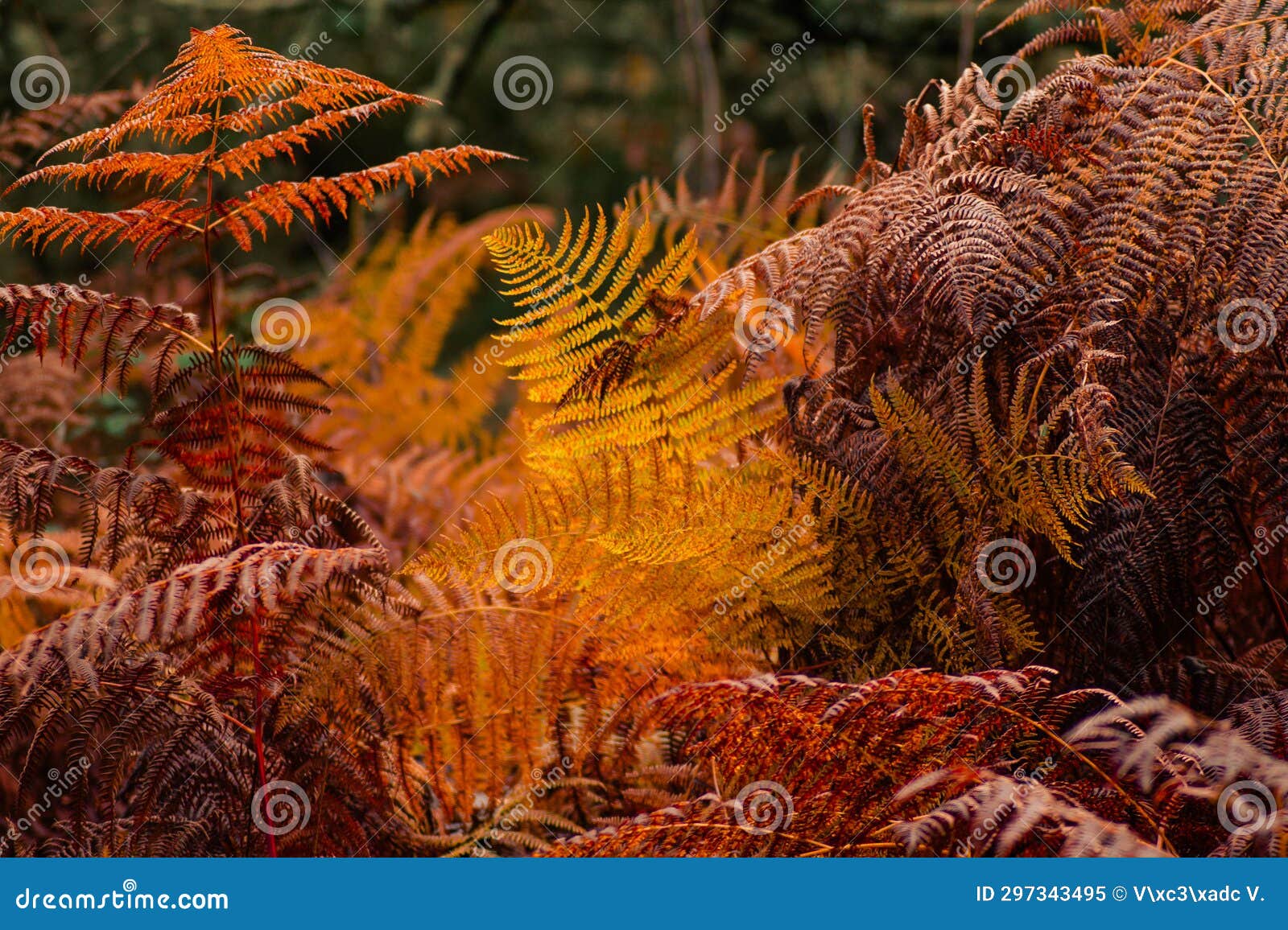 Dry Ferns in a Forest in Fall Stock Image - Image of detail, autumn ...
