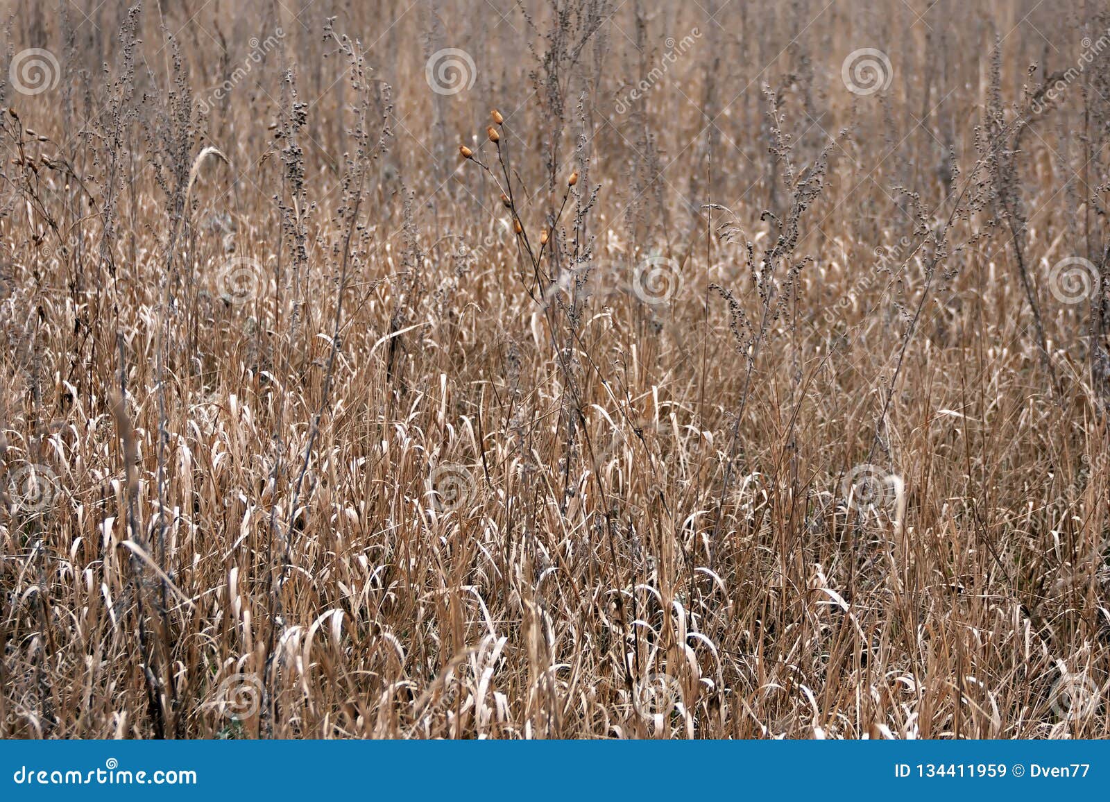 Dry Field after Autumn. Grass on the Field Withered. Hay Texture Wheat ...