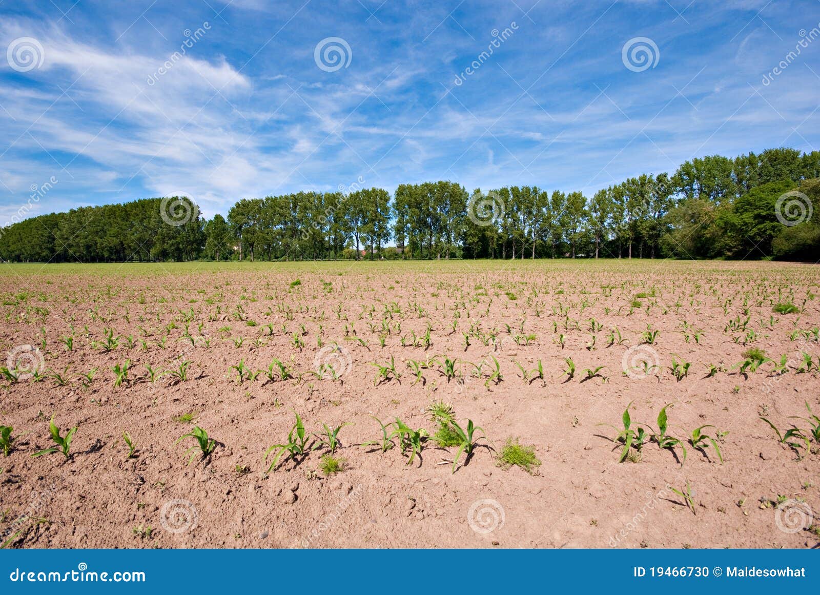 Dry field and blue sky stock photo. Image of soil, small - 19466730