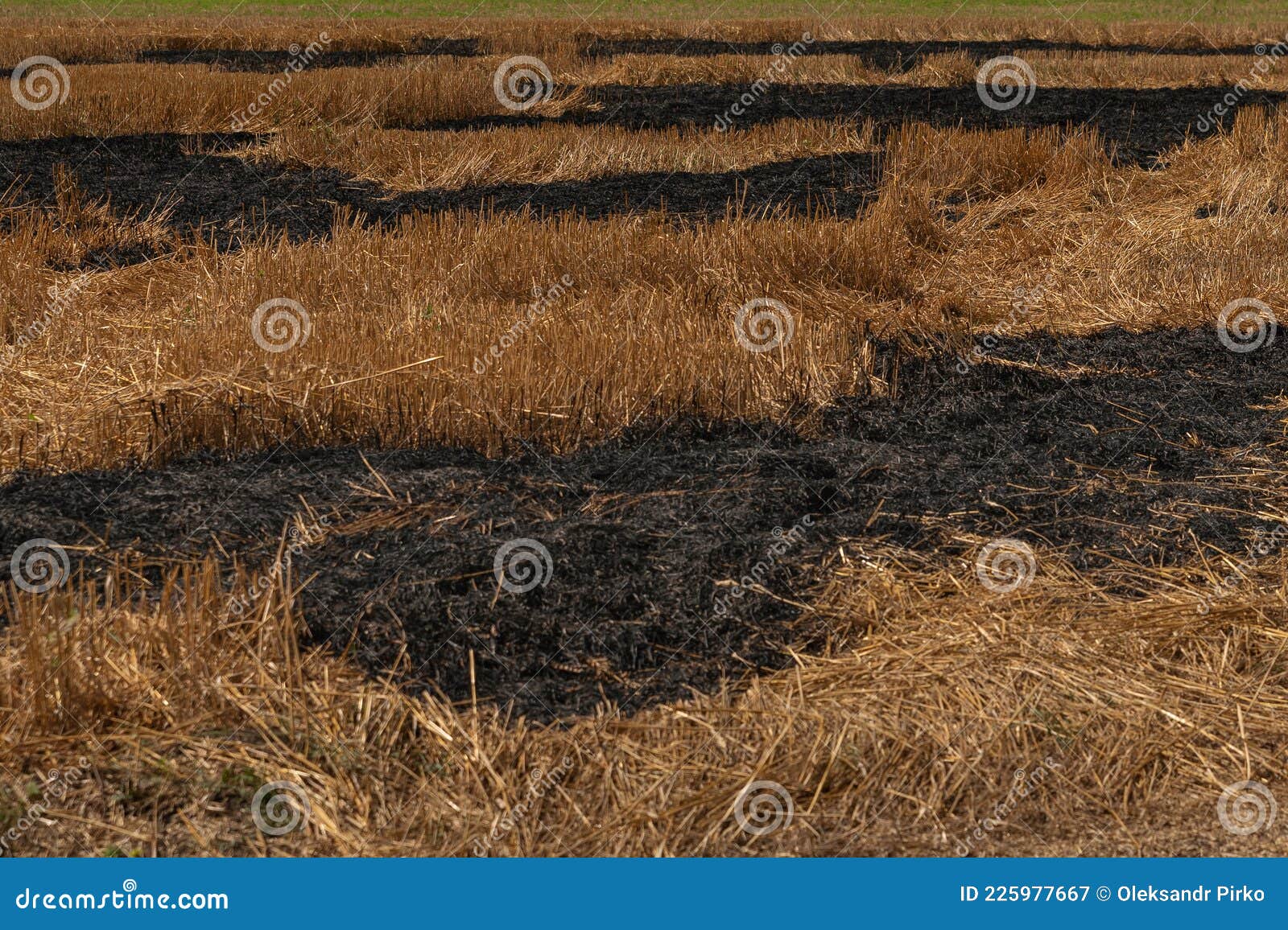 Field With Burnt Grass And Ashes After Wildfire, Damage Ecology, Forest ...