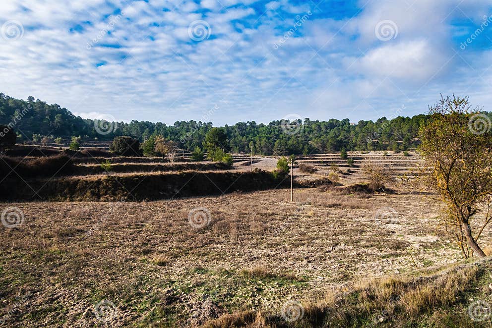 Dry Field on Forest Background Stock Photo - Image of plant, ground ...
