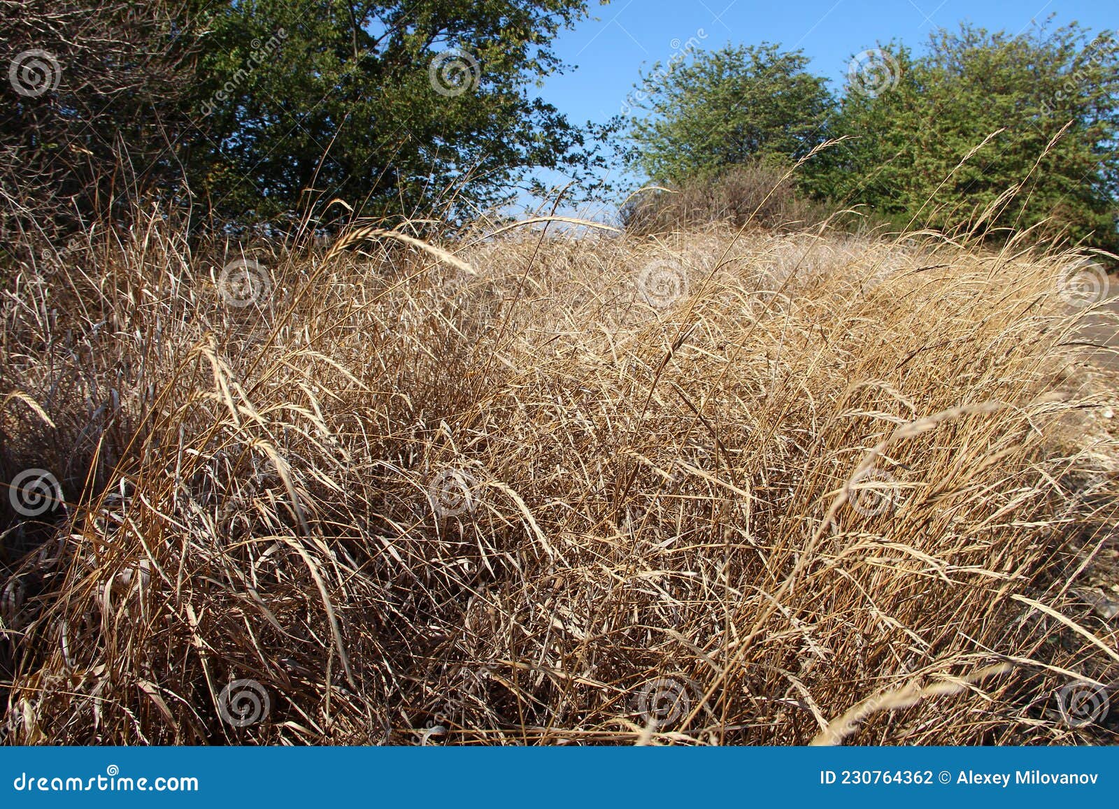 Dry field grass in autumn stock photo. Image of isolated - 230764362