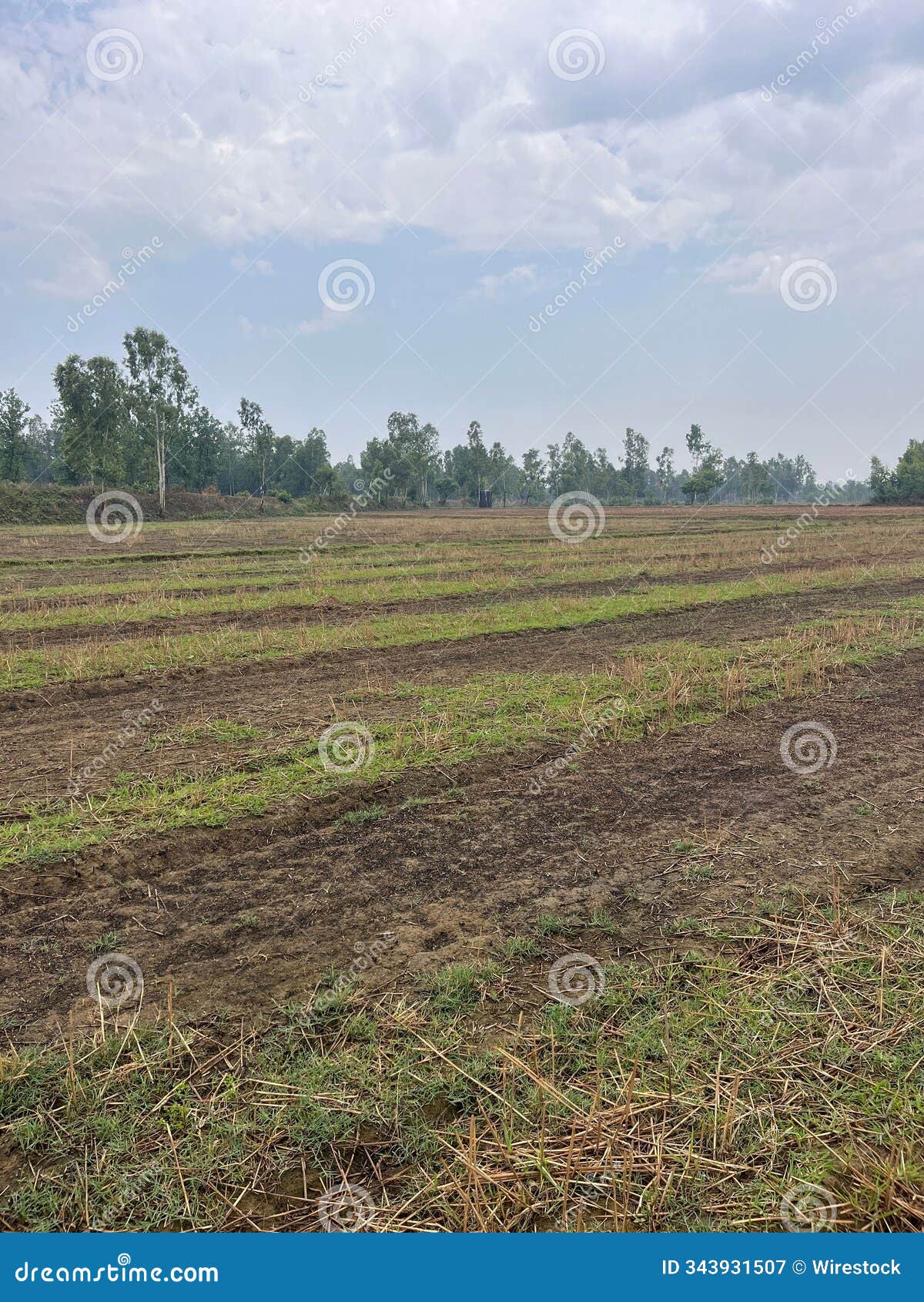 Dry Field with Grass Patches and Trees Stock Image - Image of pasture ...