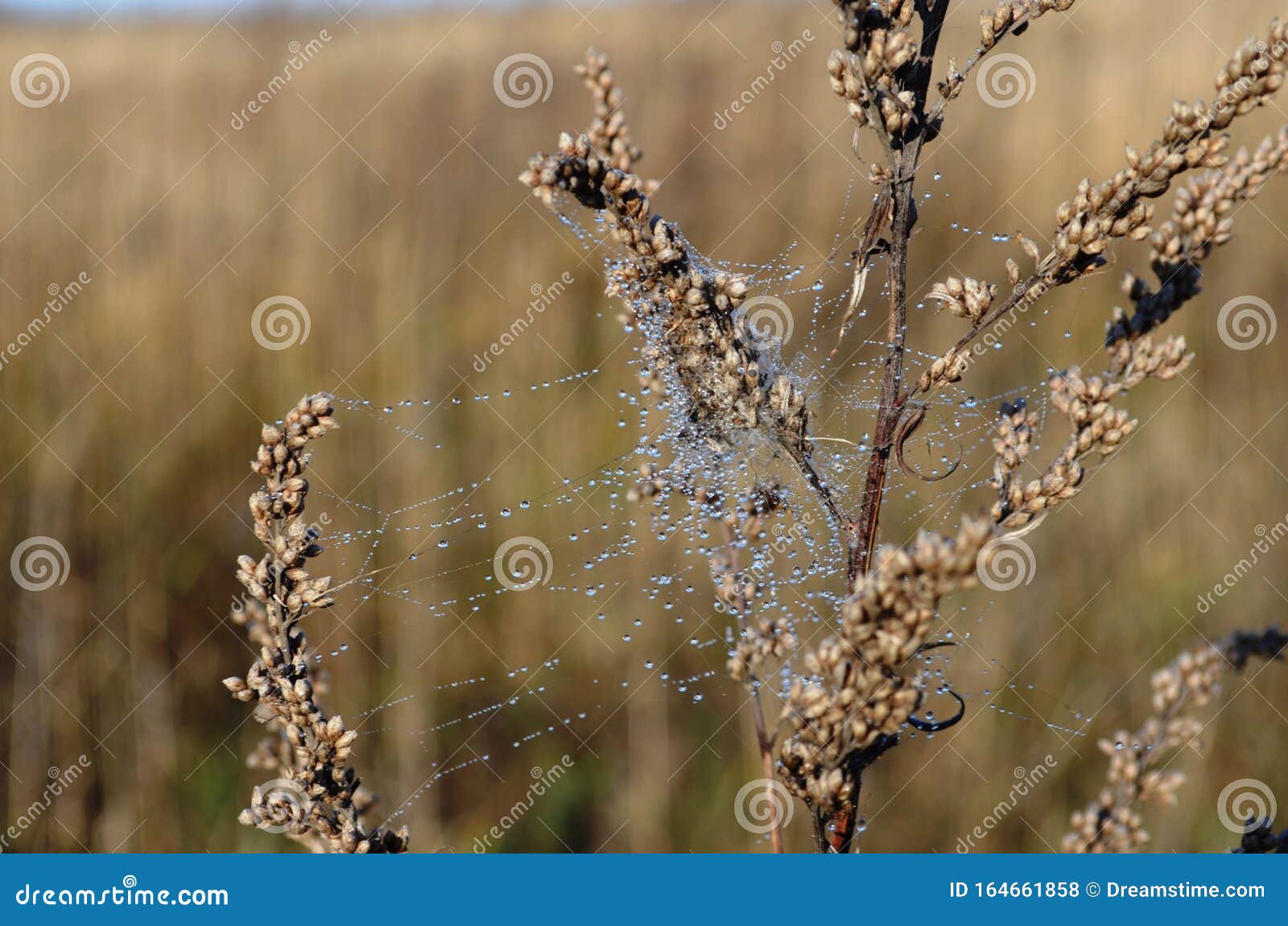 Dry Field Grass is Wrapped in Cobwebs Covered with Dew Drops Stock ...