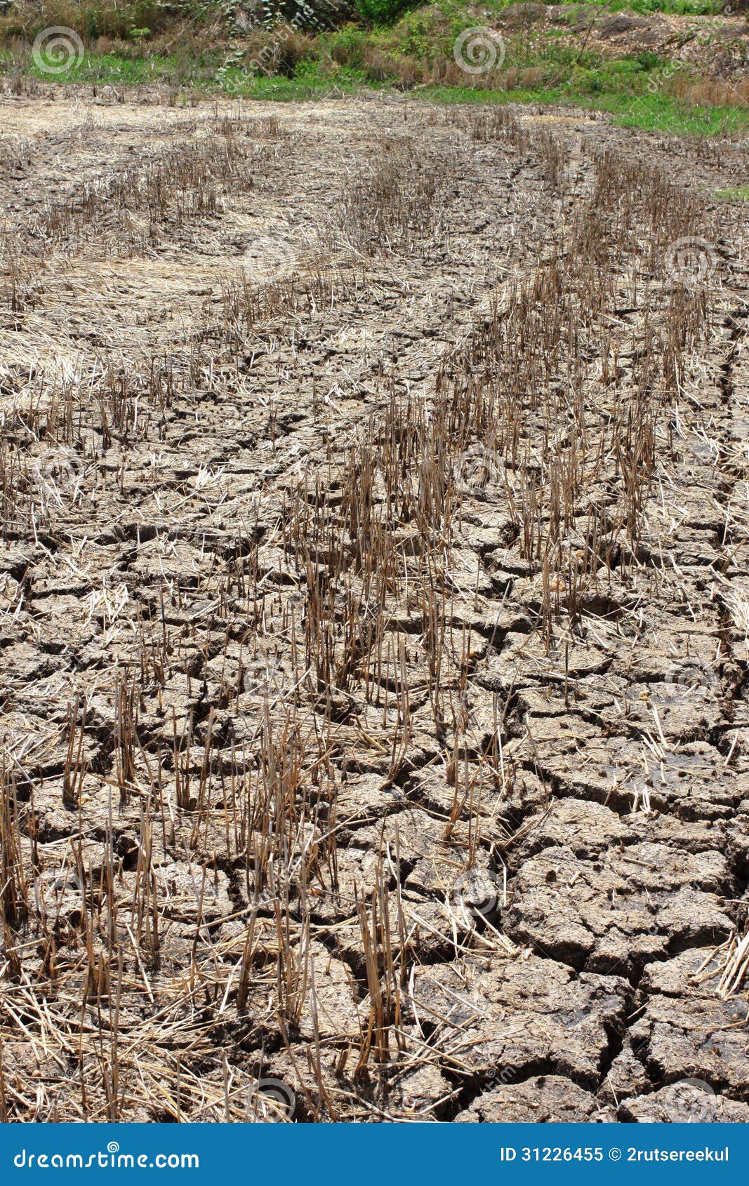 Dry field stock image. Image of farm, peace, agriculture - 31226455