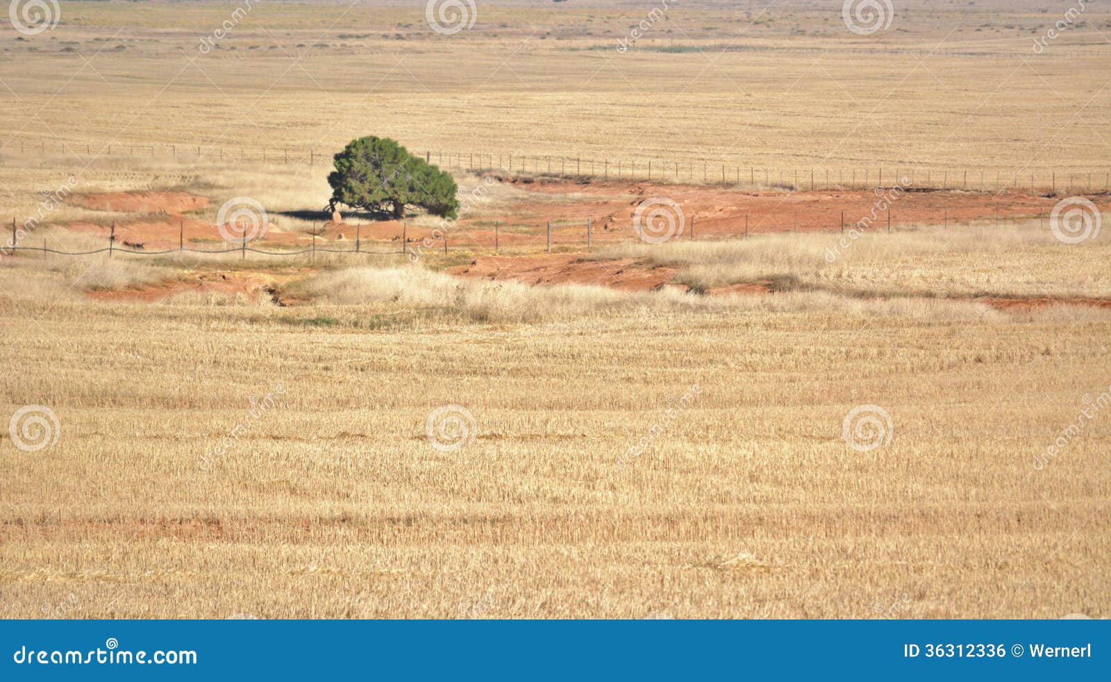 Dry field stock photo. Image of south, brown, swartland - 36312336