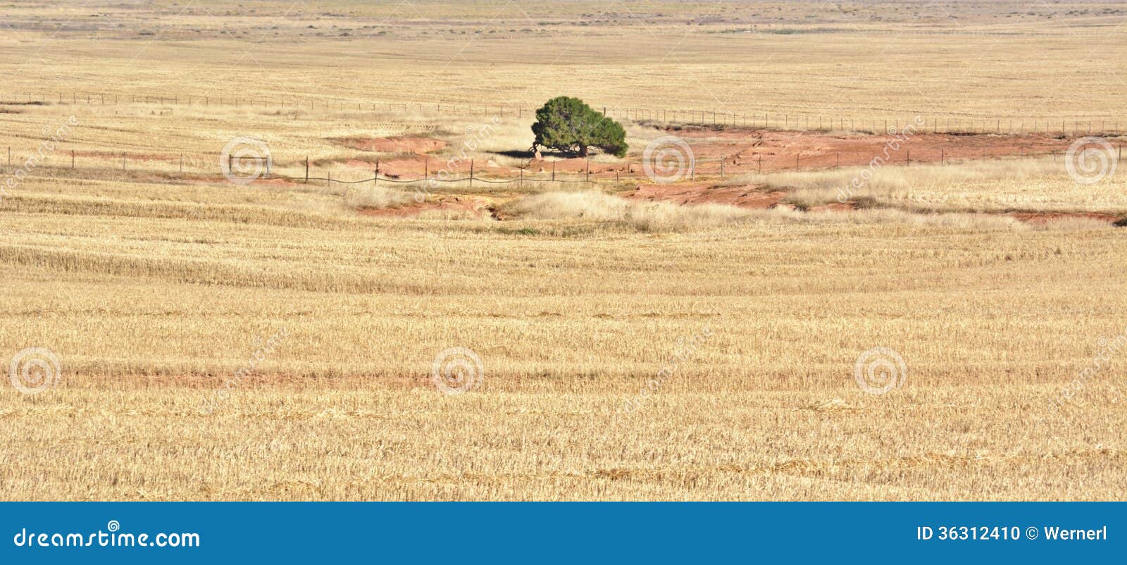 Dry field stock photo. Image of plain, commodity, grassland - 36312410