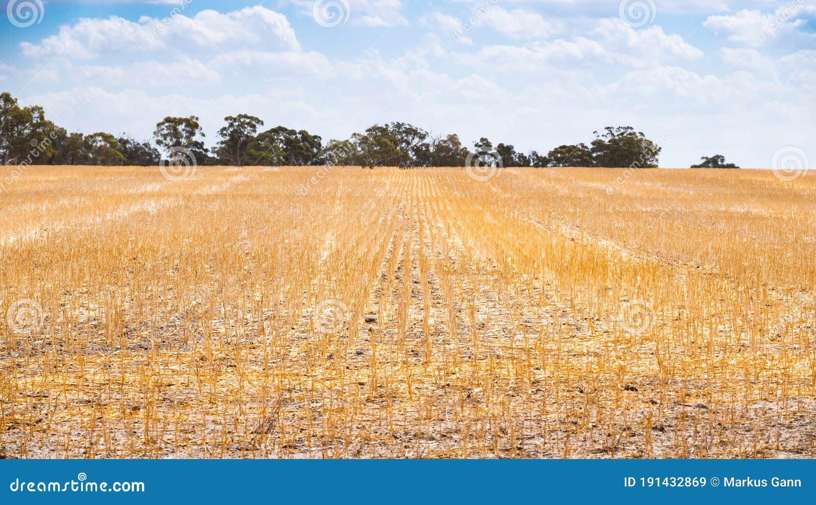 Dry Field in South Australia Stock Image - Image of landscape, copy ...