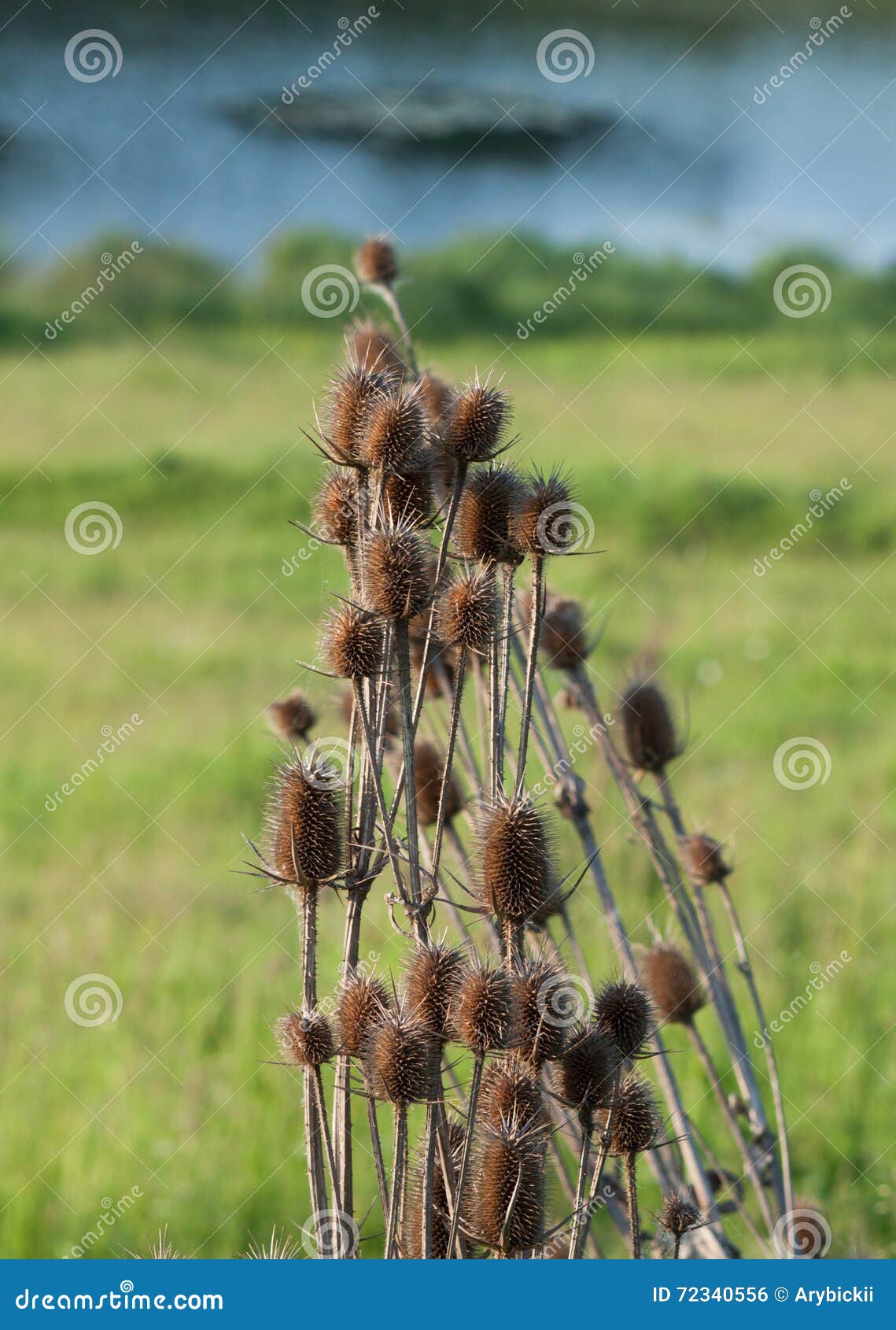 Oat Field. Spikes Oat Closeup On A Gold Background. Royalty-Free Stock ...