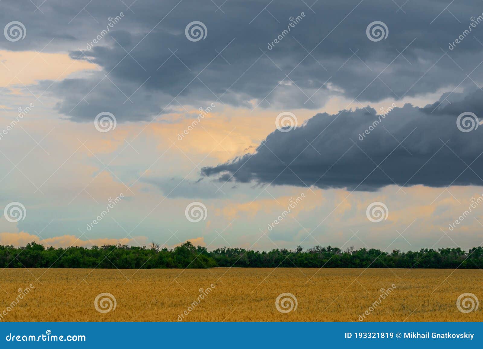 Dry Field of Wheat in Alentejo with Green Tree Stock Image - Image of ...