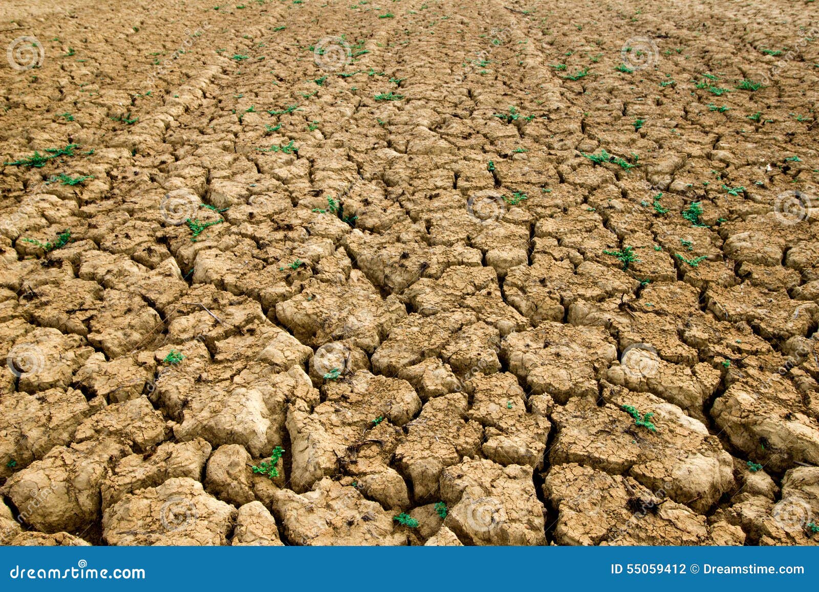 The dry fields stock photo. Image of farm, landscapes - 55059412