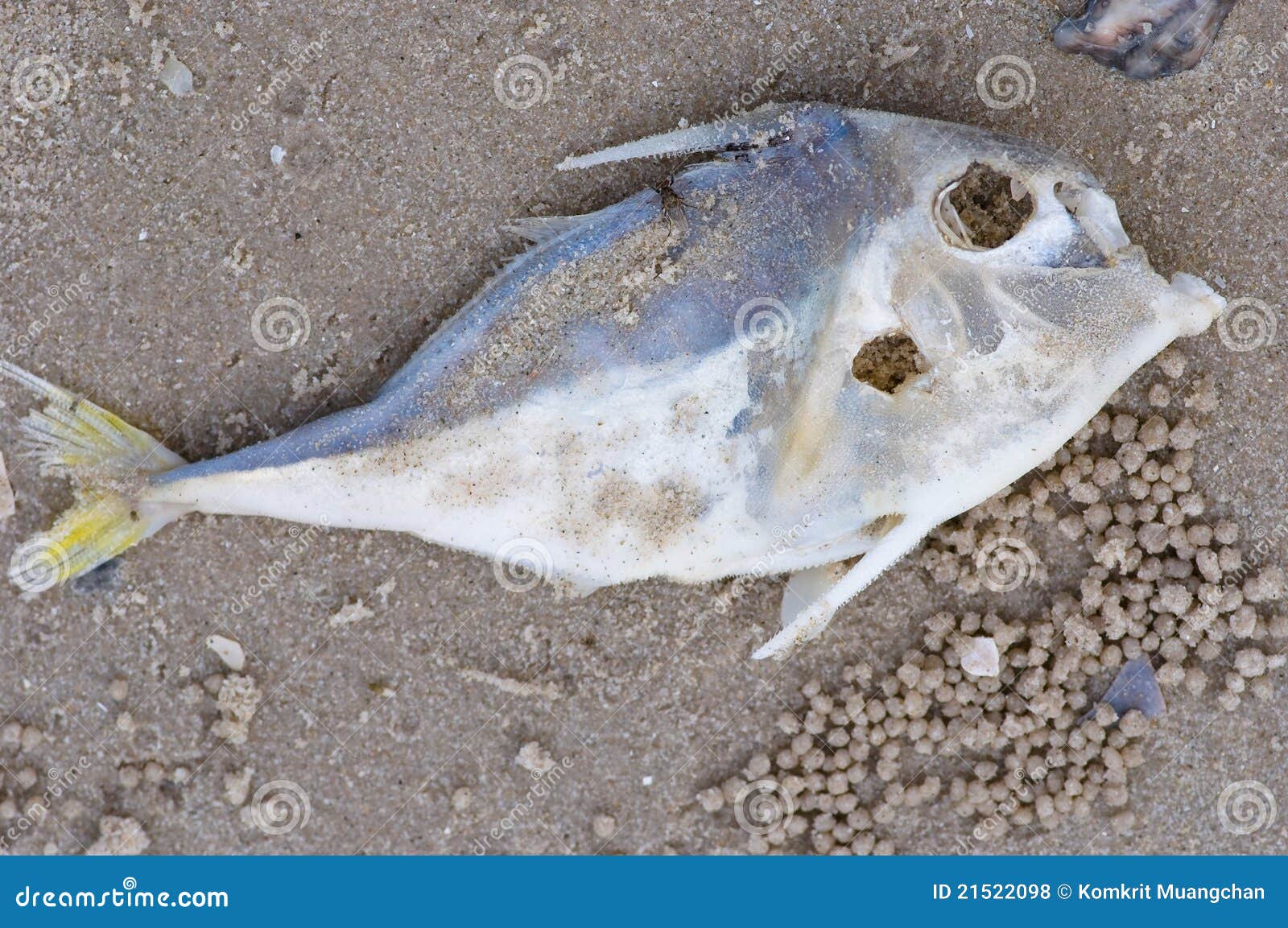 Dry fish on the beach stock photo. Image of bank, environment - 21522098