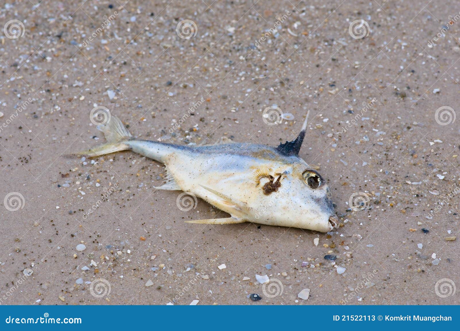 Dry fish on the beach stock image. Image of ecological - 21522113