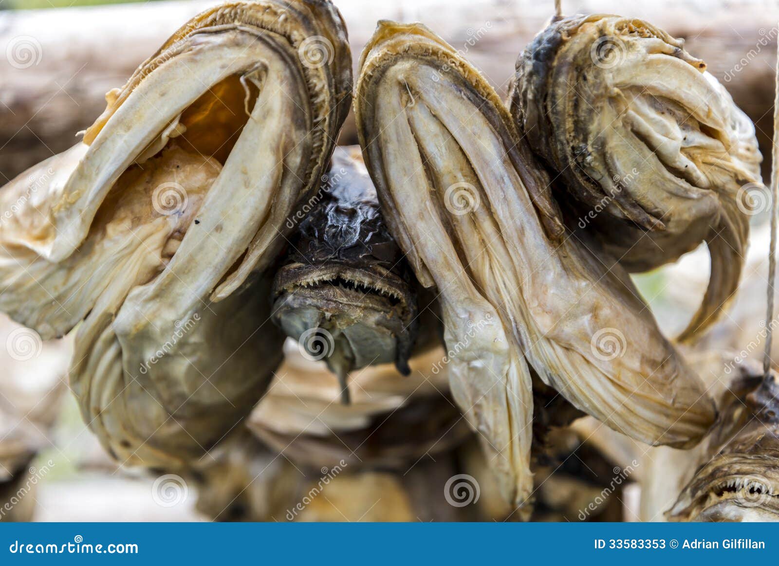 Dry fish heads stock image. Image of preserving, norway - 33583353