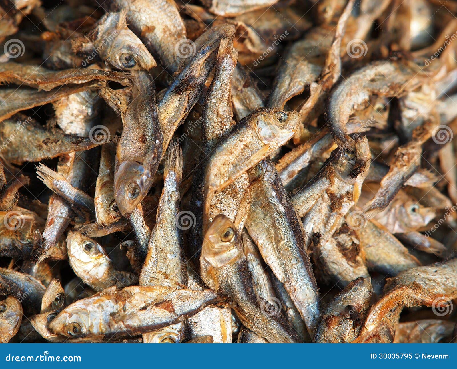 Dry fish stock image. Image of nature, closeup, indian - 30035795