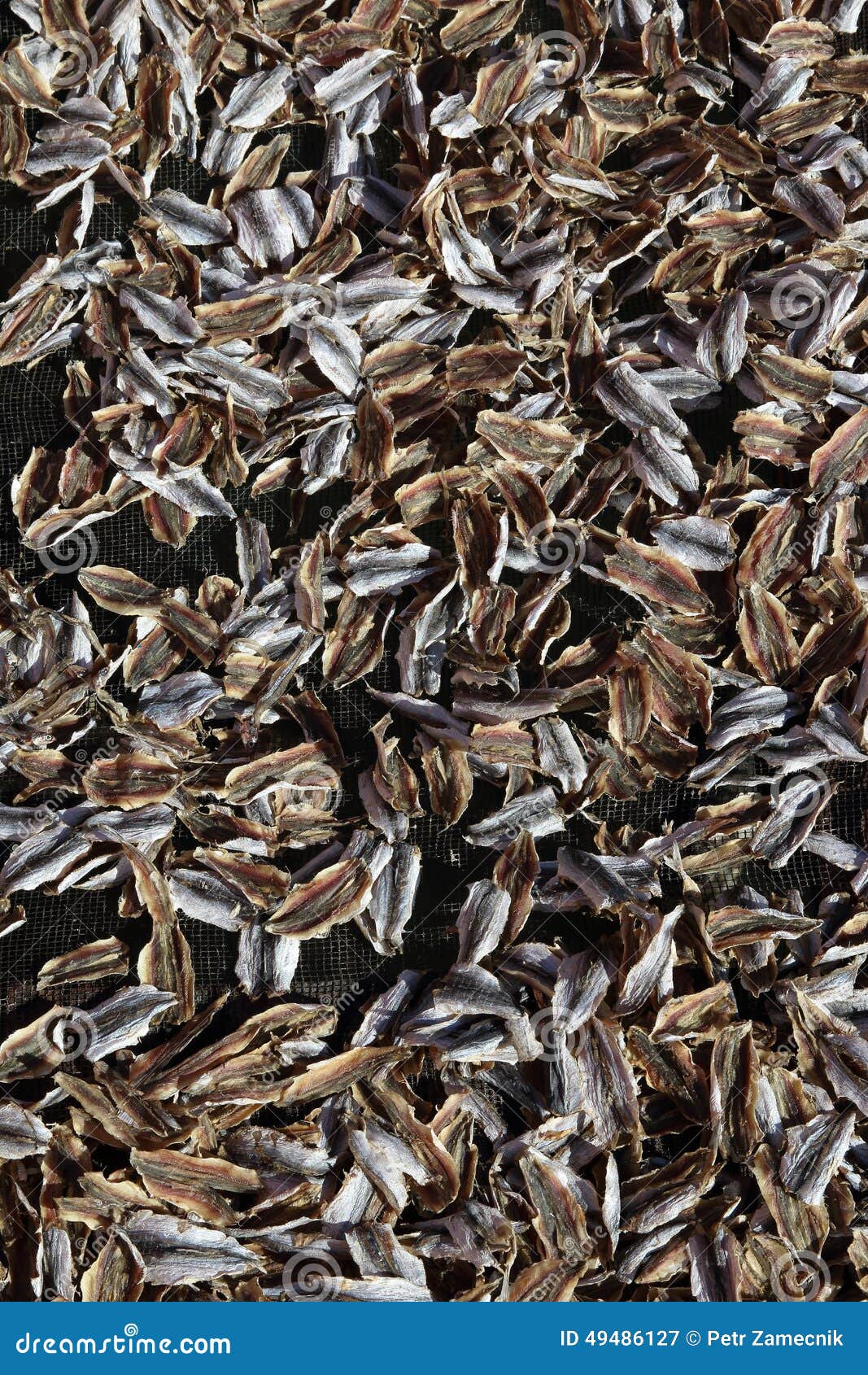 Dry fish stock image. Image of drying, food, animals - 49486127
