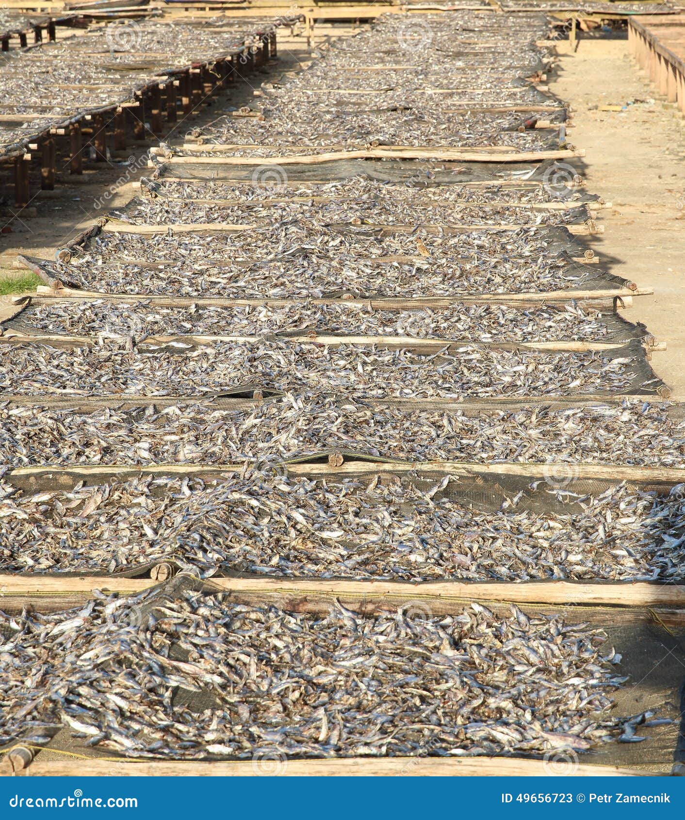 Dry fish stock image. Image of animals, planty, dried - 49656723