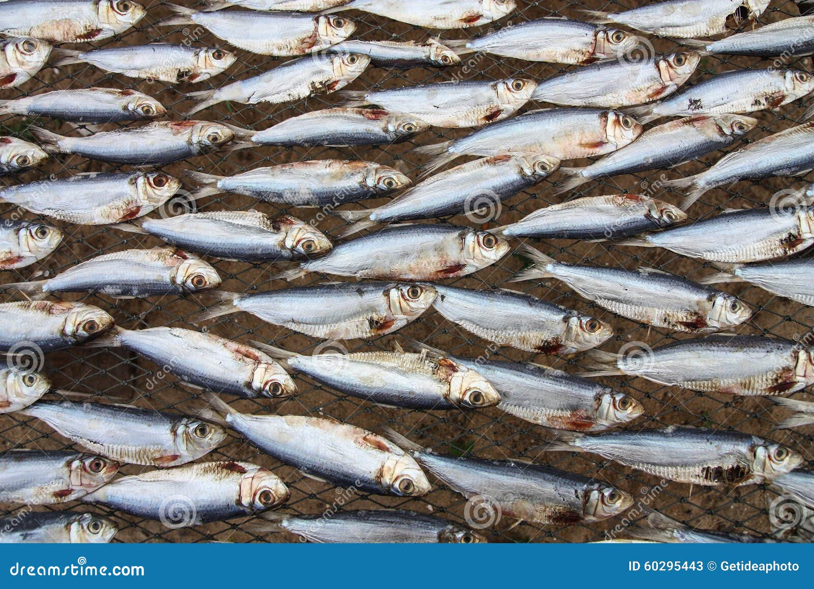 Dry fishes editorial stock photo. Image of fillet, line - 60295443