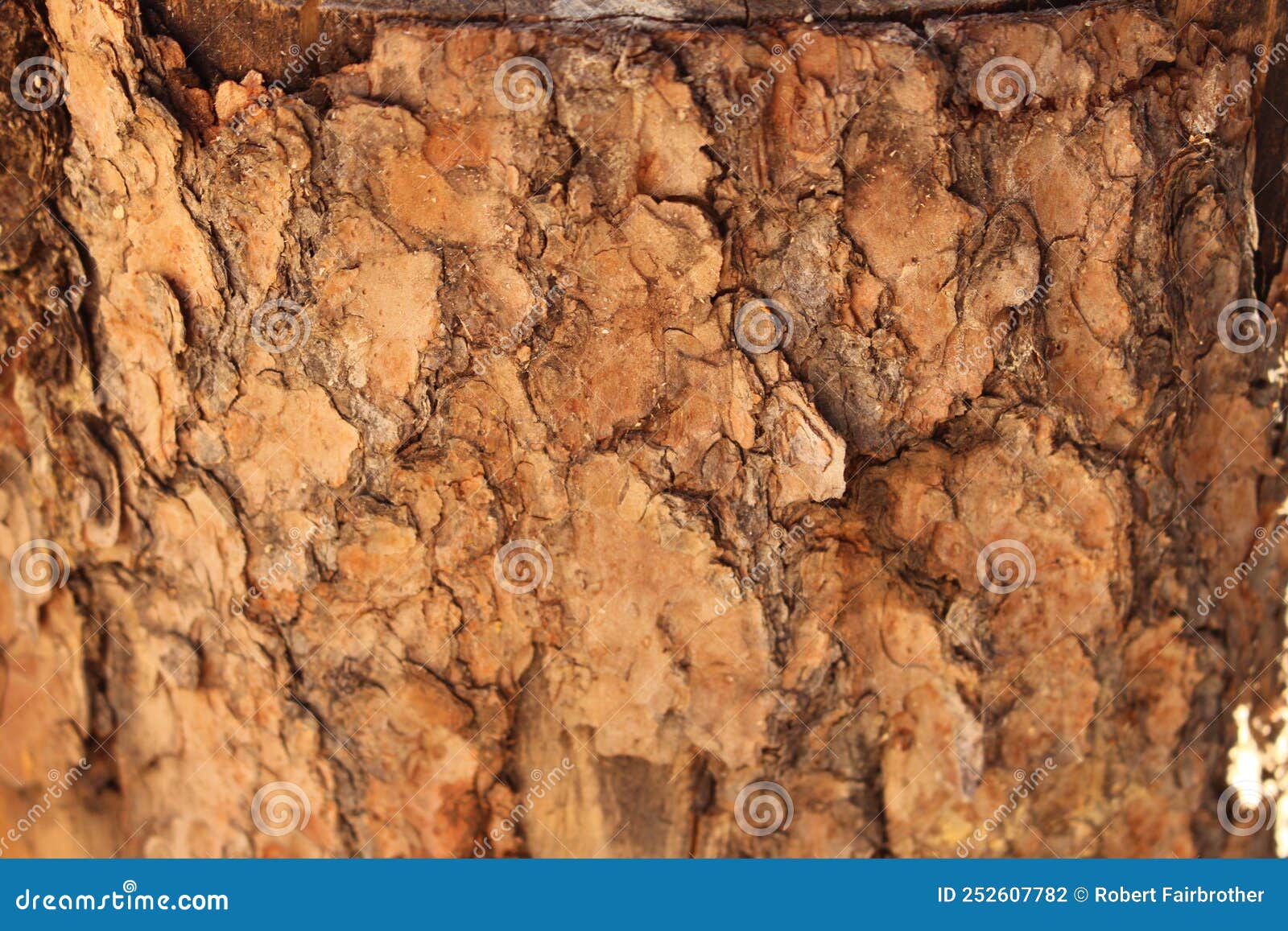 Dry flaky golden tree bark stock photo. Image of bark - 252607782