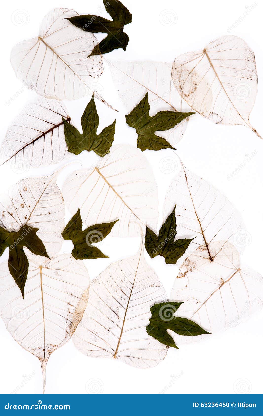 Dry flat leaves stock photo. Image of plant, leaf, detail - 63236450