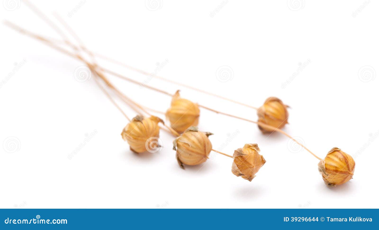 Dry flax plant capsules stock photo. Image of macro, capsule - 39296644