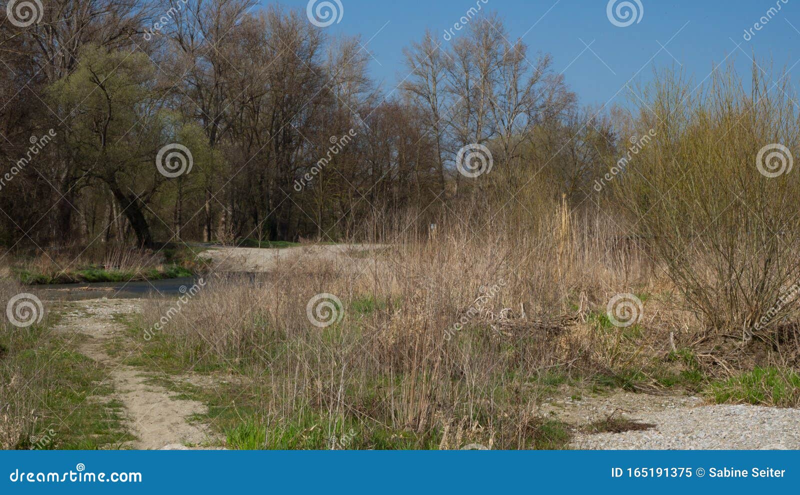 Dry Floodplain Forest in Spring Stock Image - Image of season, ecology ...