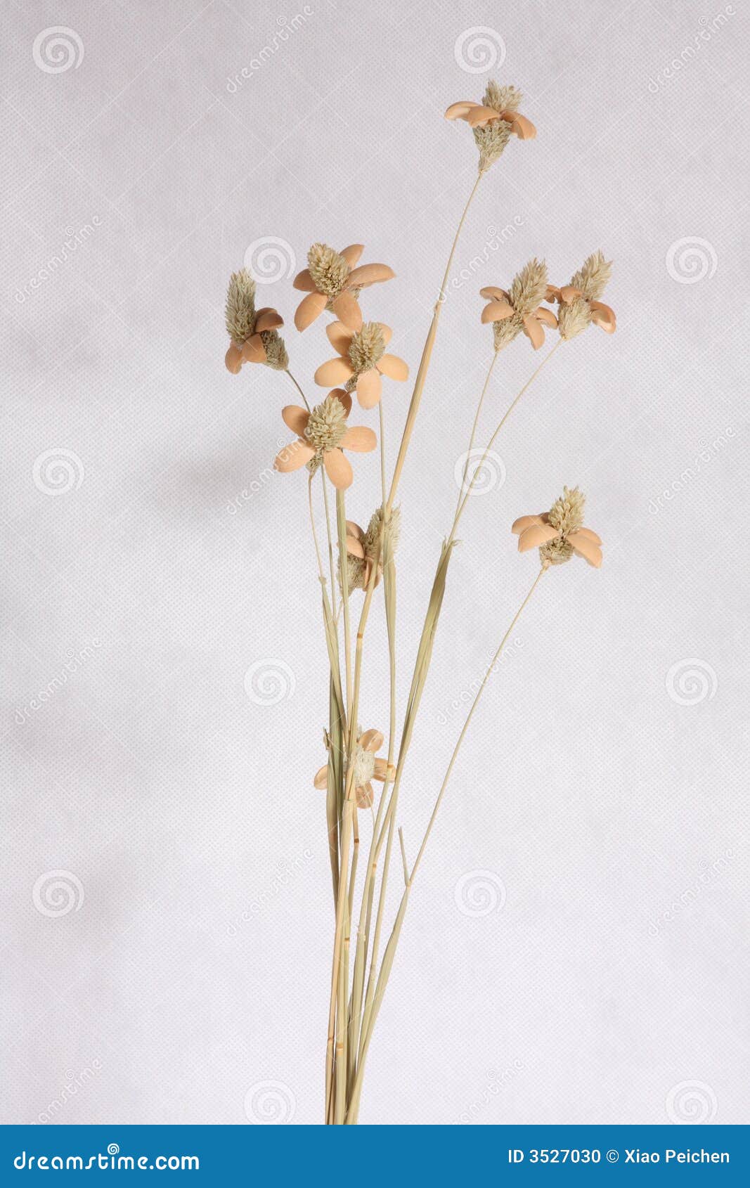 Dry flower stock photo. Image of gift, flower, twig, flora - 3527030