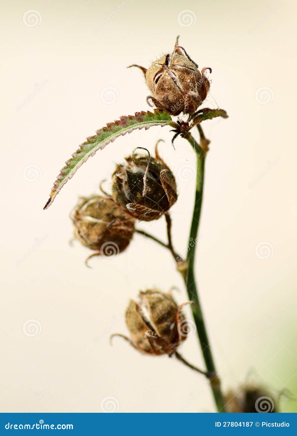 Dry flower buds stock image. Image of leaves, focus, sharp - 27804187
