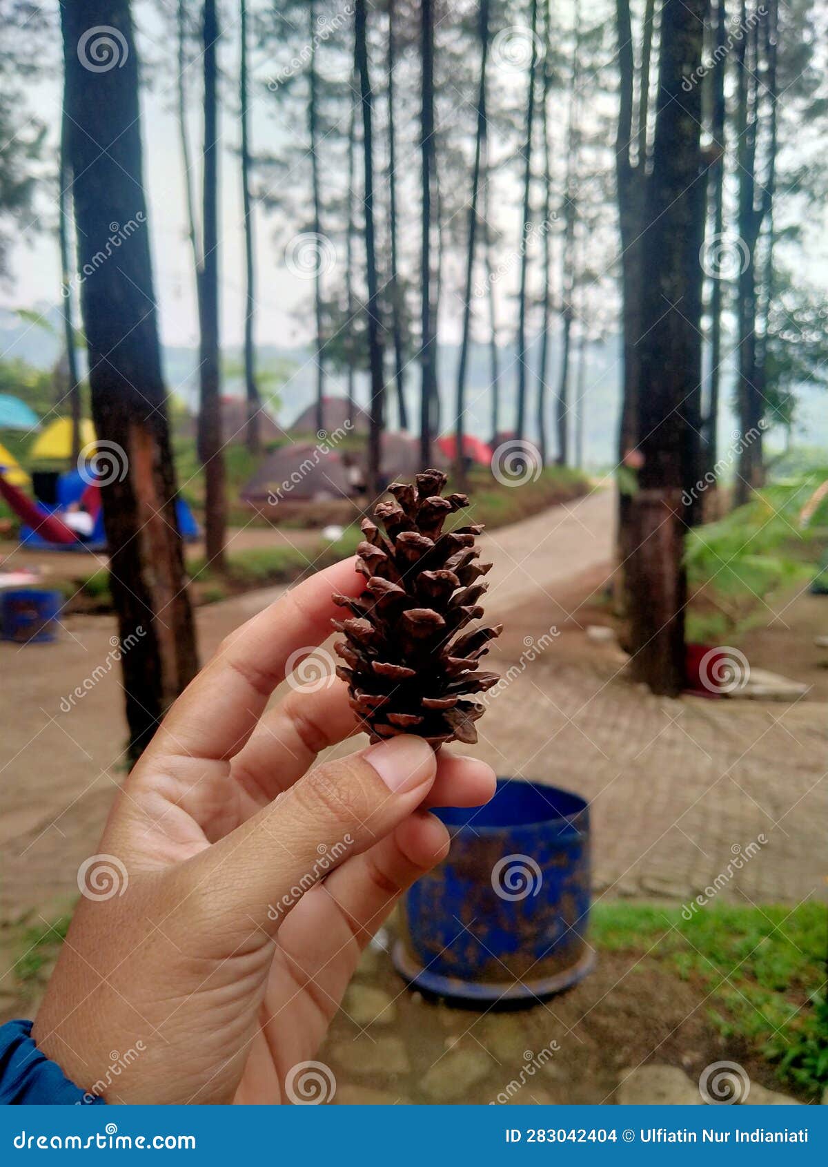 Dry Flower Camping Tree Pinus Cemara Stock Photo - Image of flower ...