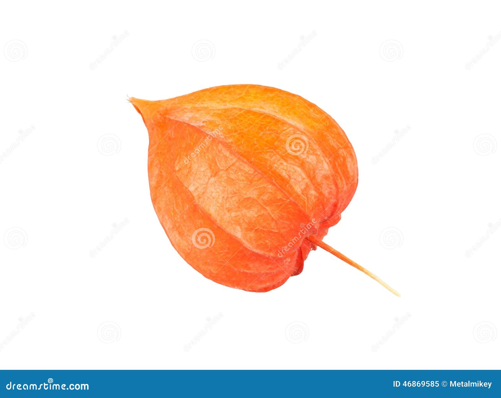 Dry flower of physalis stock image. Image of groundcherry - 46869585