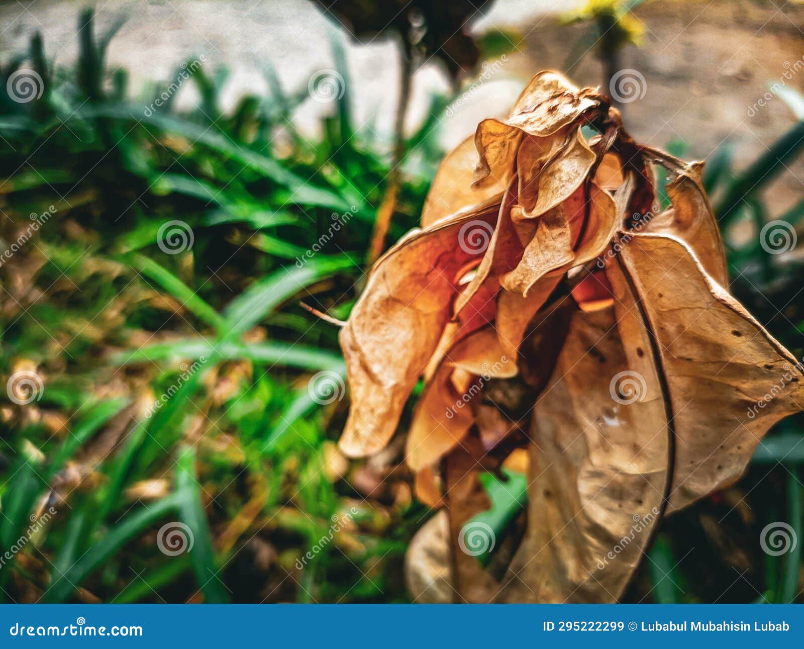 A Dry Flower Plant is Unkempt and Dies Stock Image - Image of plant ...