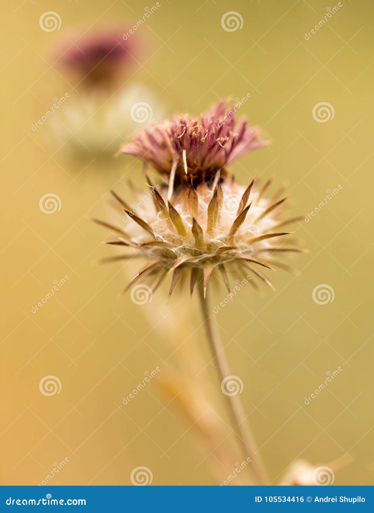 Dry Flower Spikes in Nature Stock Photo - Image of pricke, prickly ...