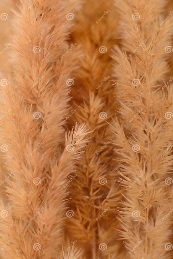 Dry fluffy grass bush stock photo. Image of background - 254233464