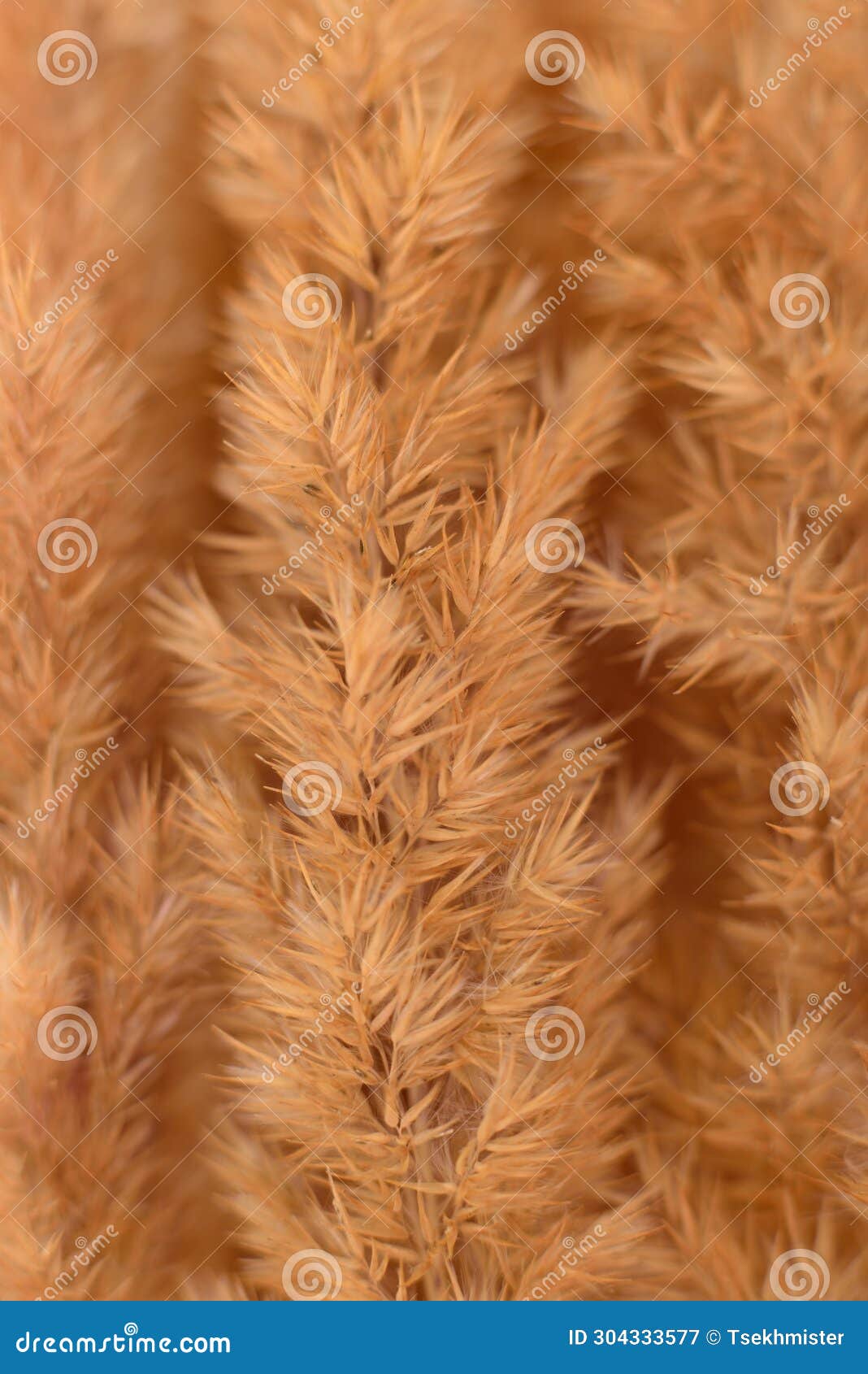 Dry fluffy grass bush stock image. Image of grass, wild - 304333577