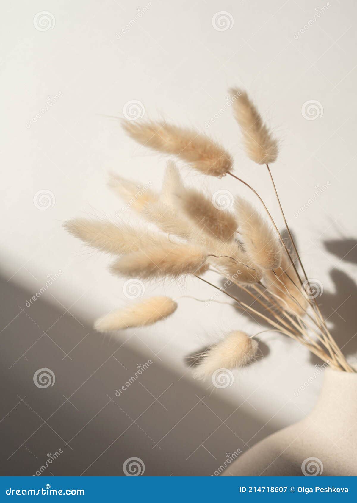Fluffy Lagurus Dried Flowers On A Vase On The Concrete Background ...