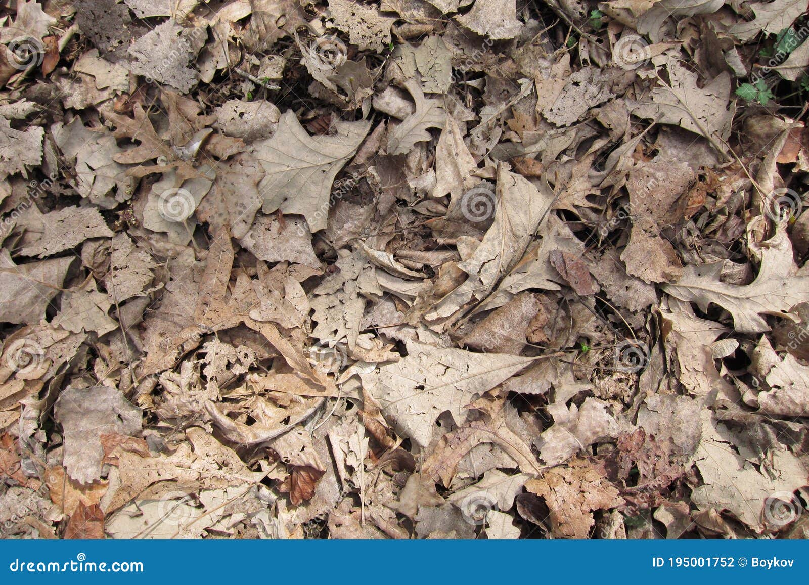 Dry foliage stock photo. Image of abstract, garden, ecology - 195001752