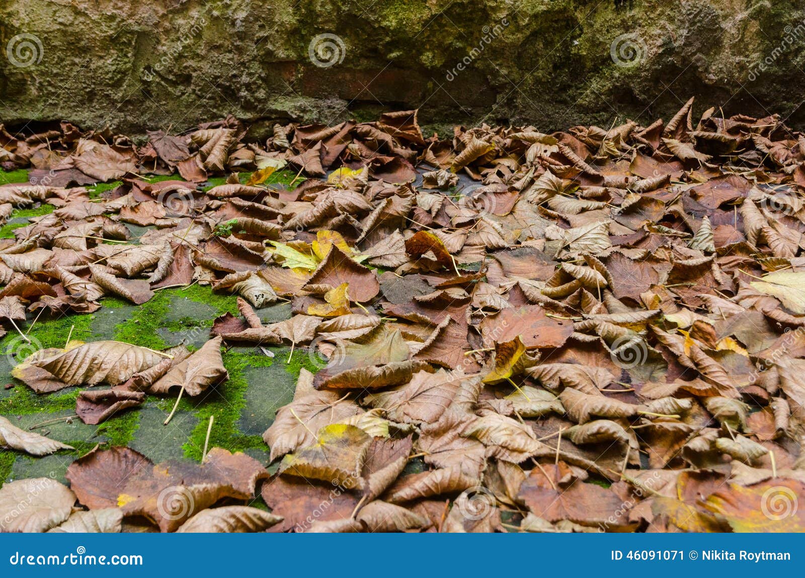 Dry foliage stock image. Image of solid, fall, wall, brown - 46091071