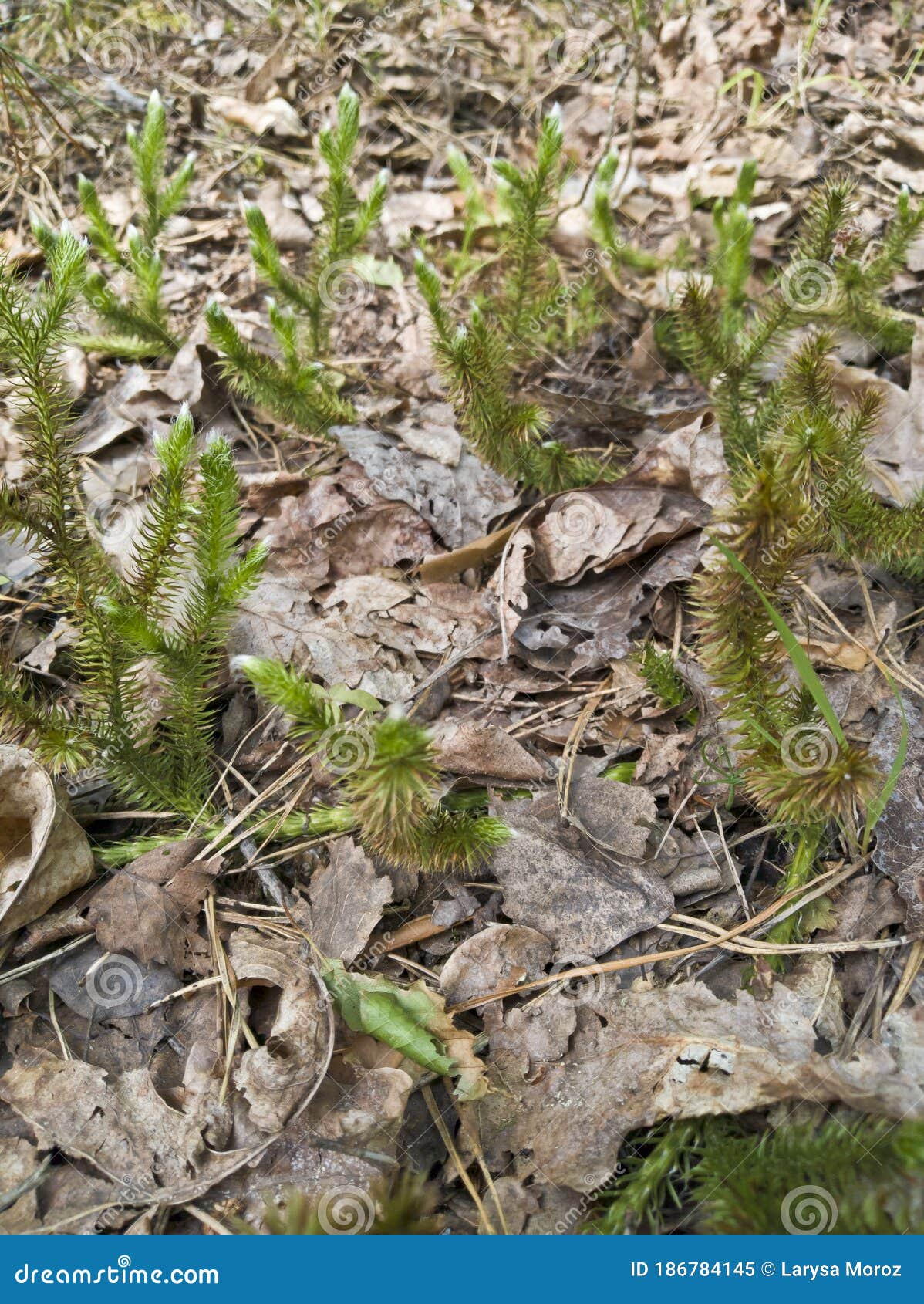 Spring Moss on Forest Soil. Stock Image - Image of moss, soil: 186784145
