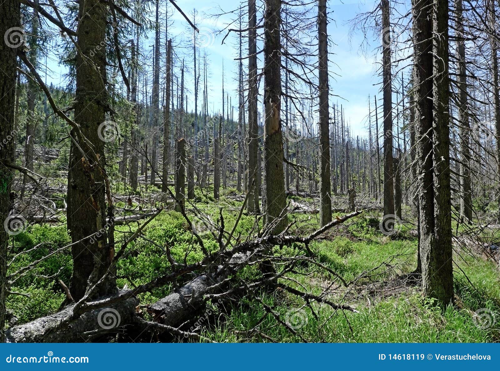 Dry forest stock image. Image of plant, cycle, drought - 14618119