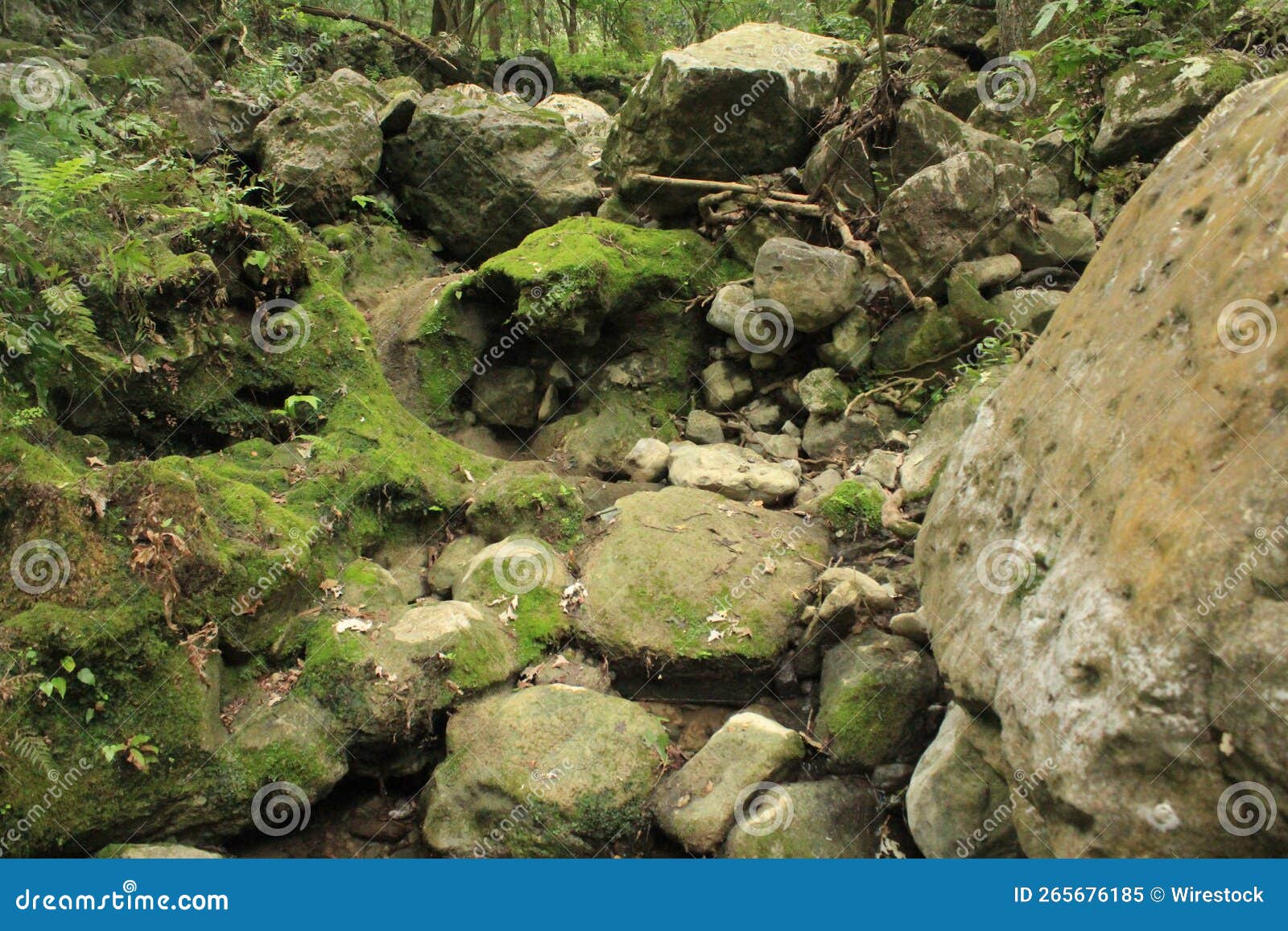 Dry Forest Area with Mossy Rock Stock Image - Image of mossy, park ...