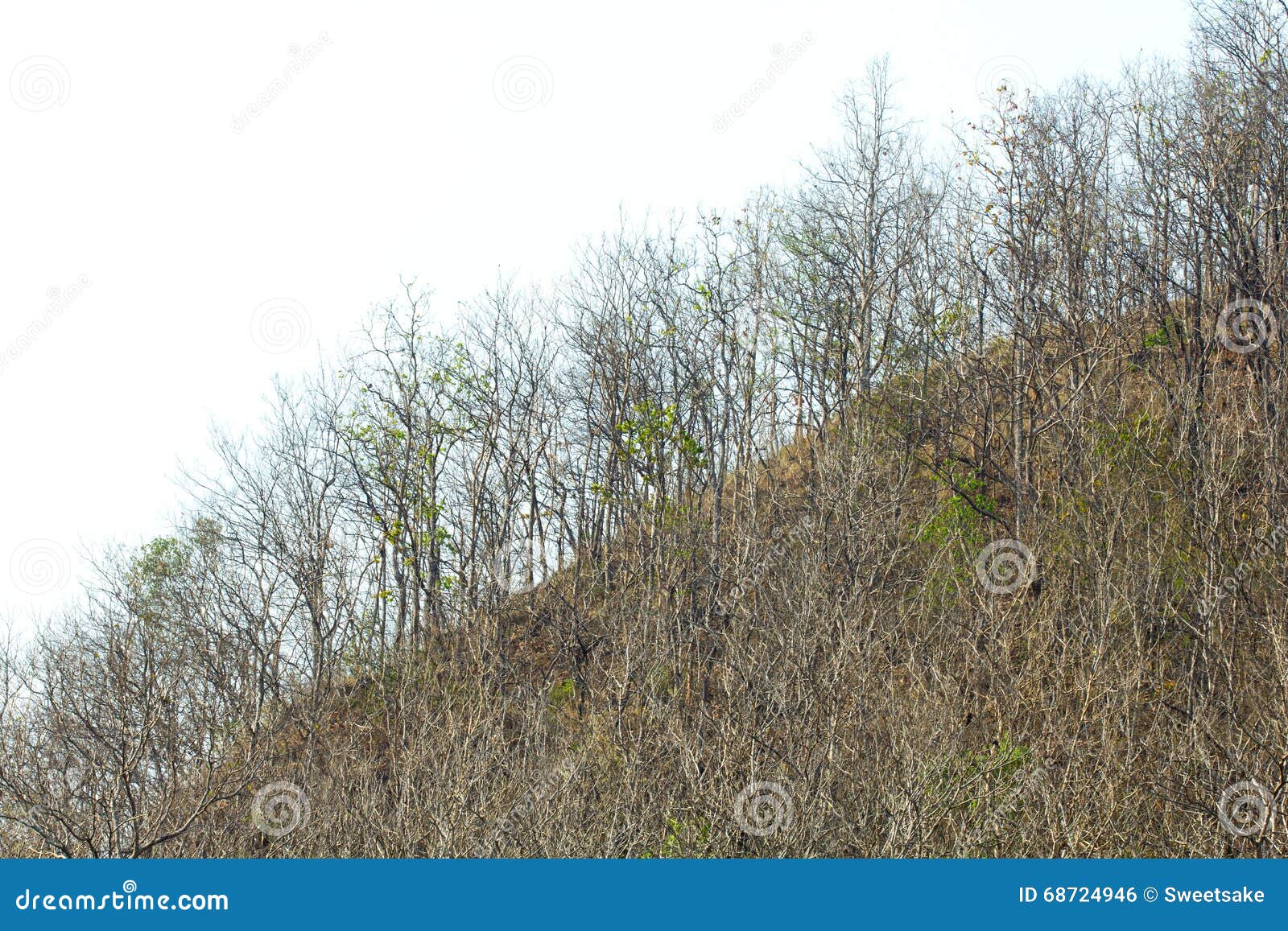 Dry forest background stock photo. Image of brown, fall - 68724946
