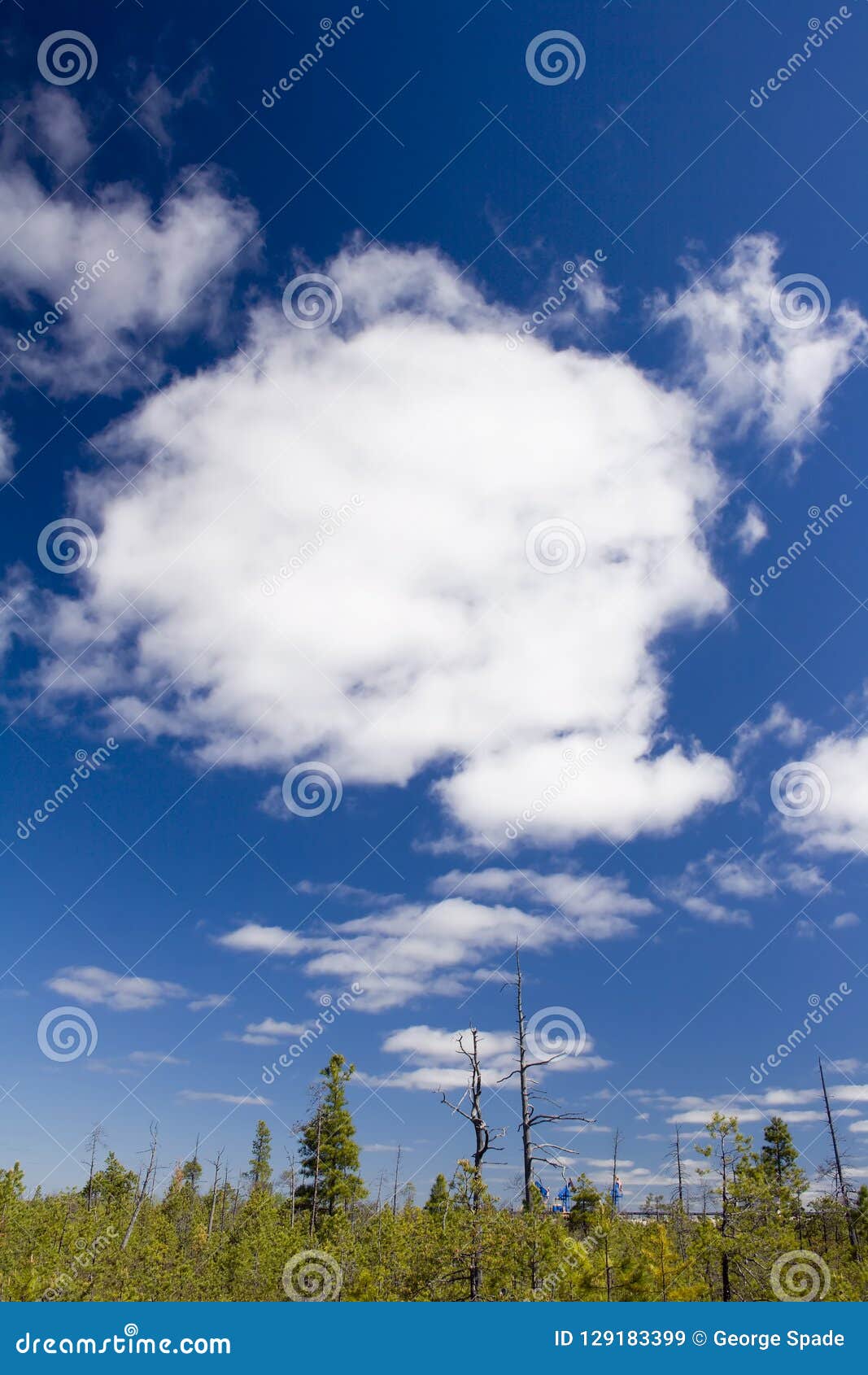 Dry forest. Blue sky stock image. Image of outdoor, spruce - 129183399