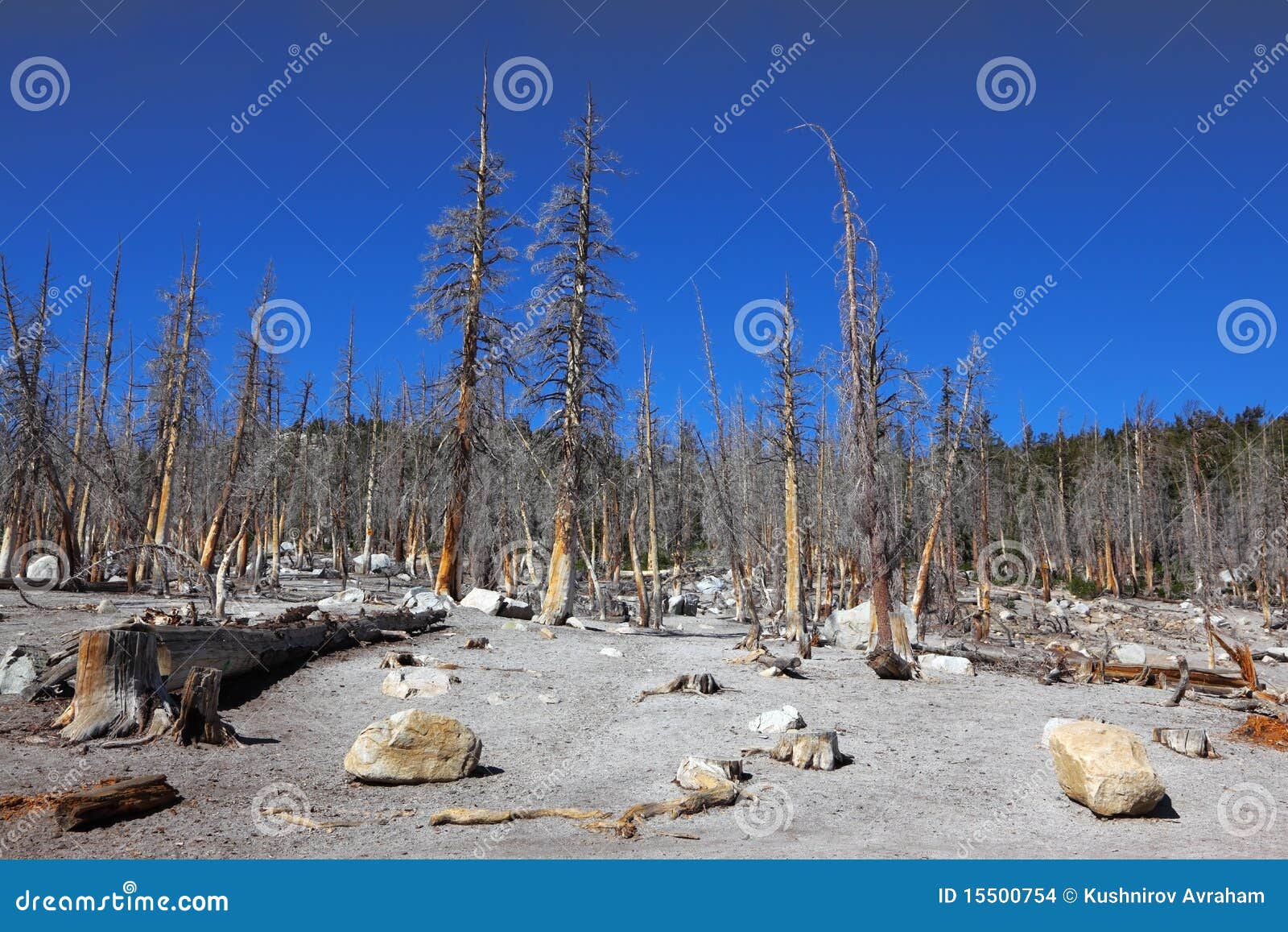 Dry Forest in California stock photo. Image of drought - 15500754