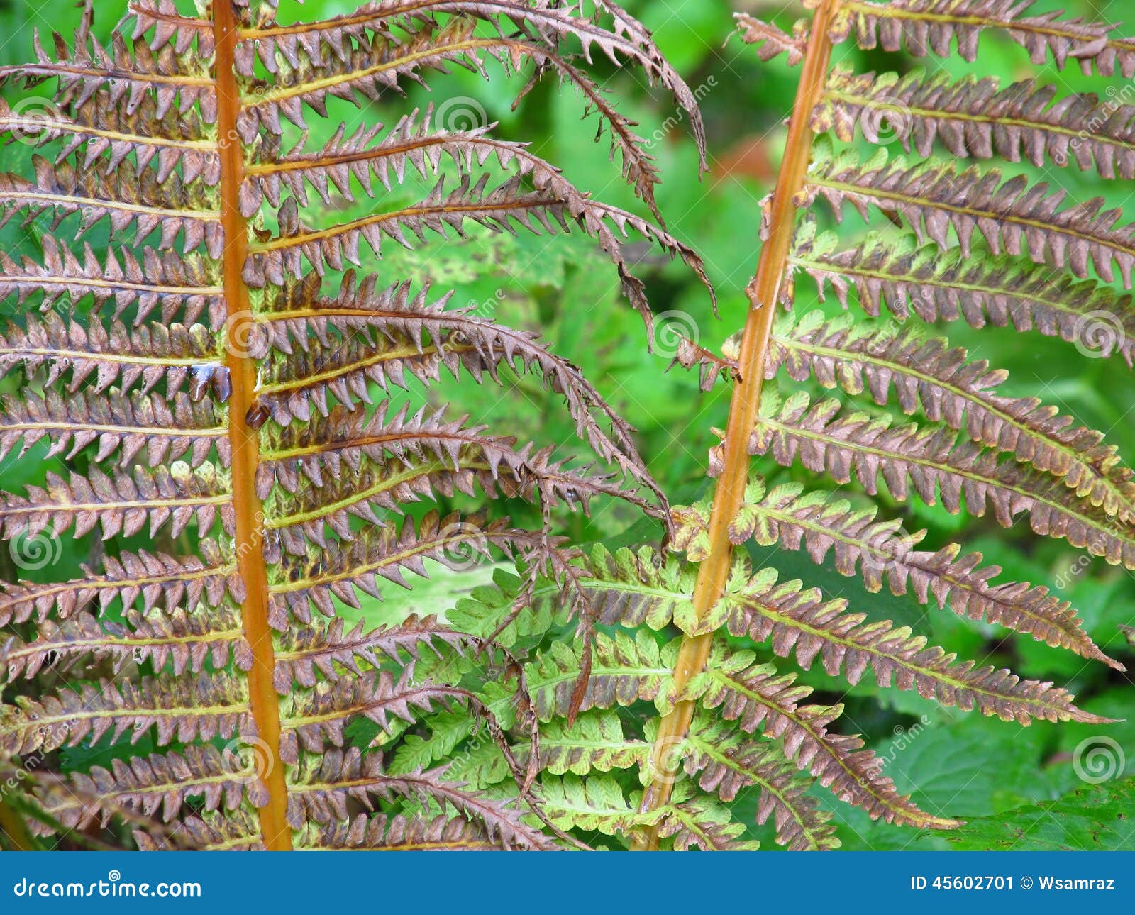 Dry Forest Ferns stock image. Image of change, brown - 45602701